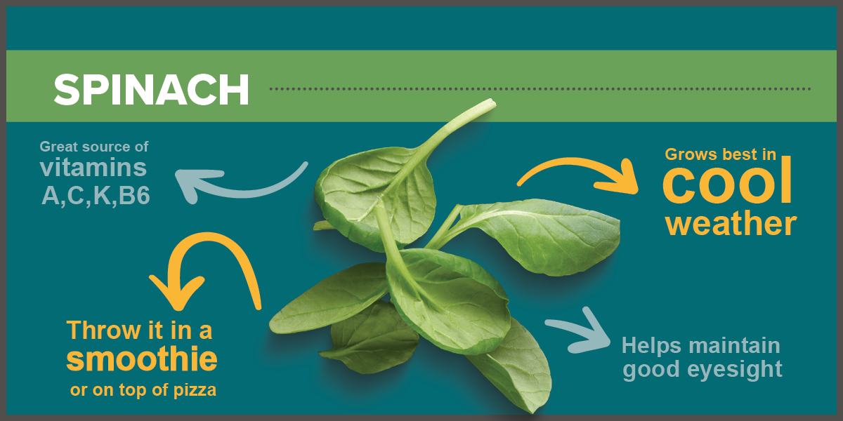 Spinach Infographic