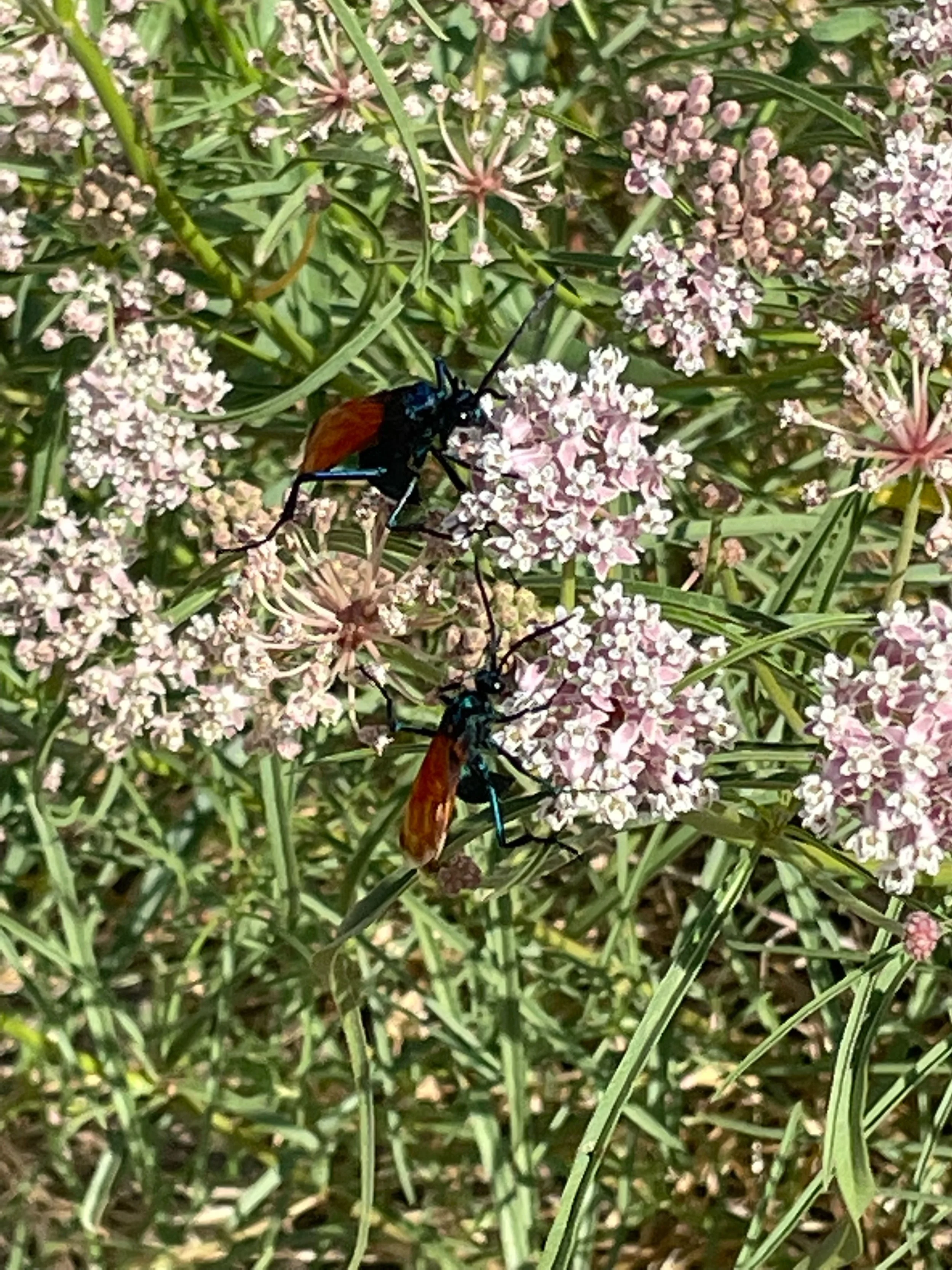 Monarch Caterpillars at Our Restoration Site — Friends of Los ...
