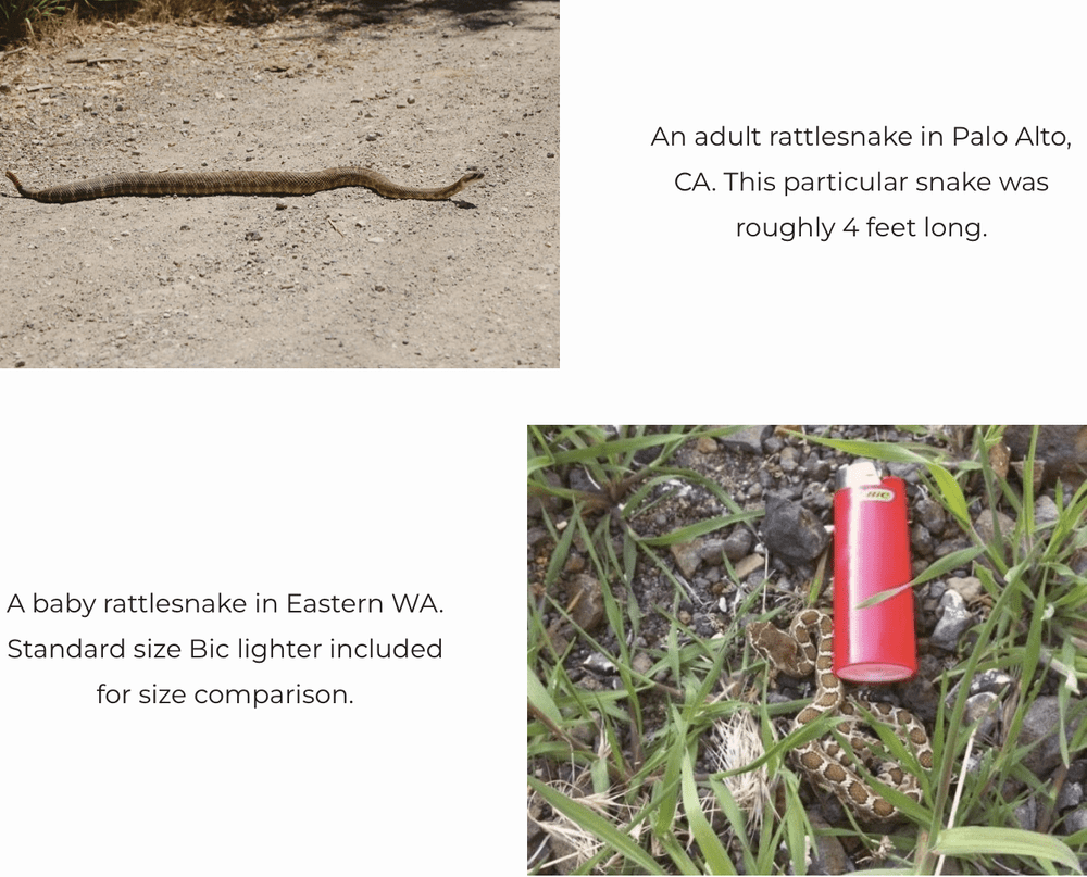 Boy was I wrong! Baby Rattlesnakes Aren’t More Dangerous than Adults ...