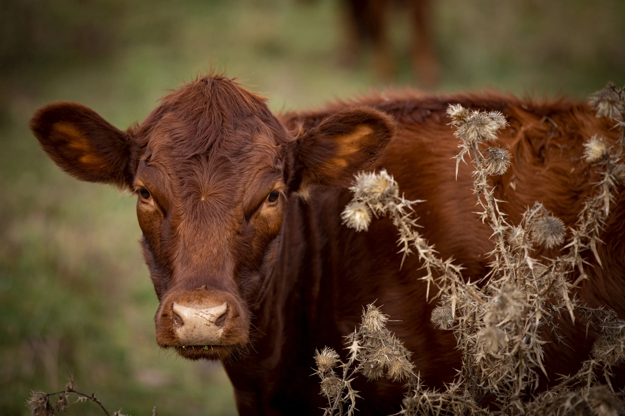 Our Dexters — Shupp Hill Farm