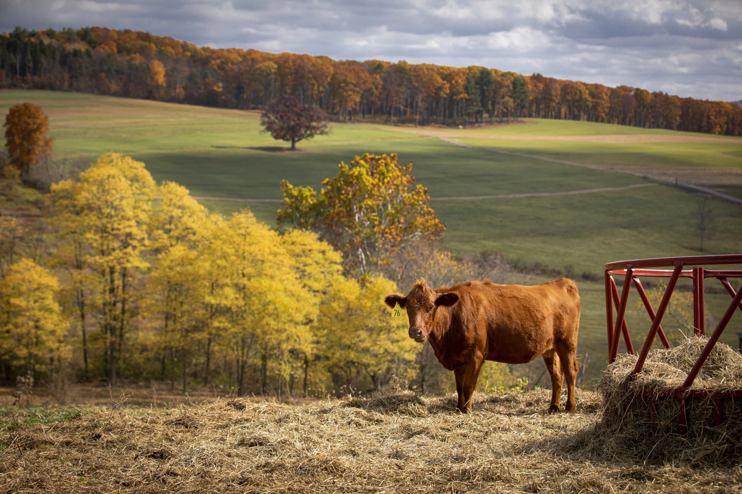 Our Dexters — Shupp Hill Farm