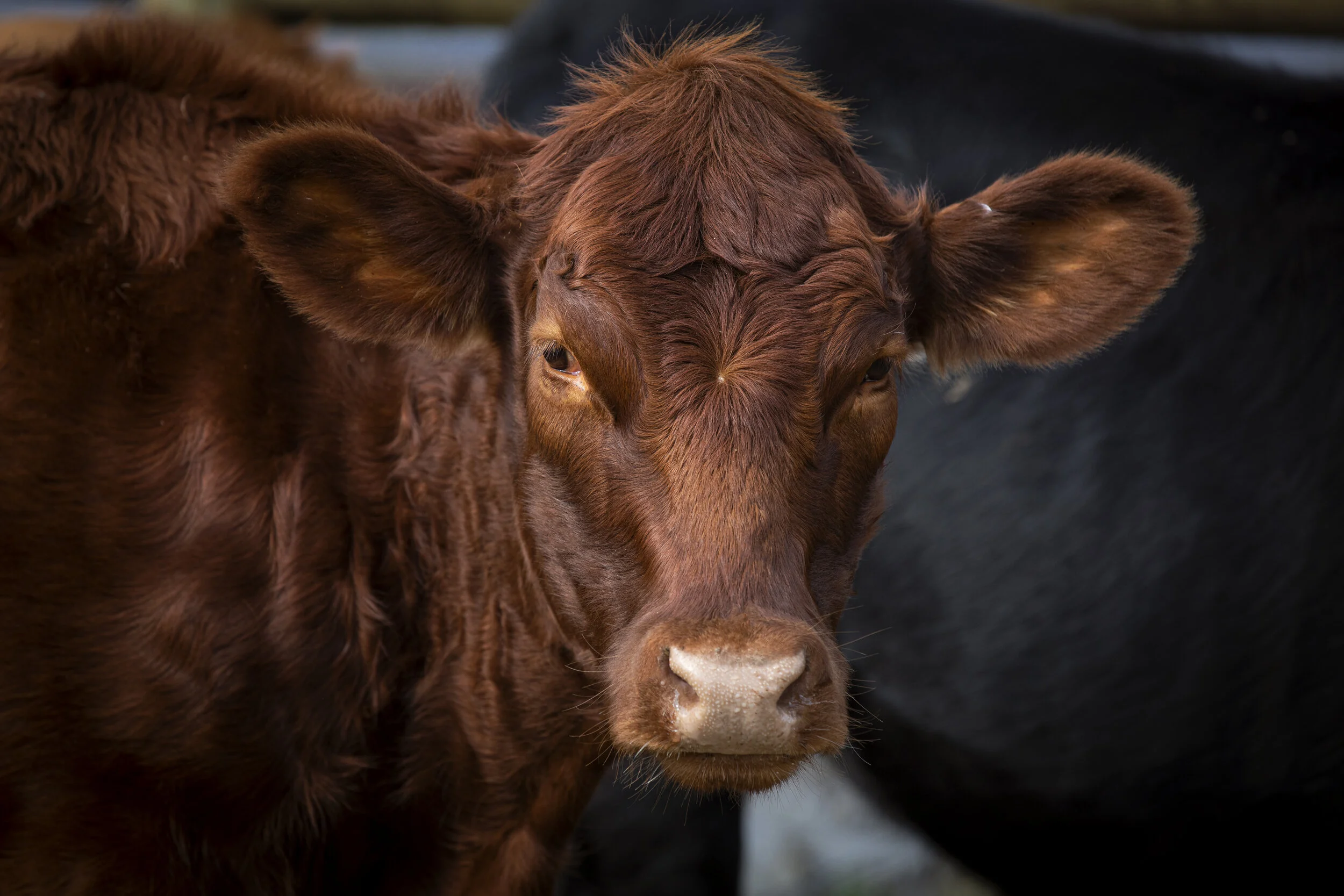 Our Dexters — Shupp Hill Farm