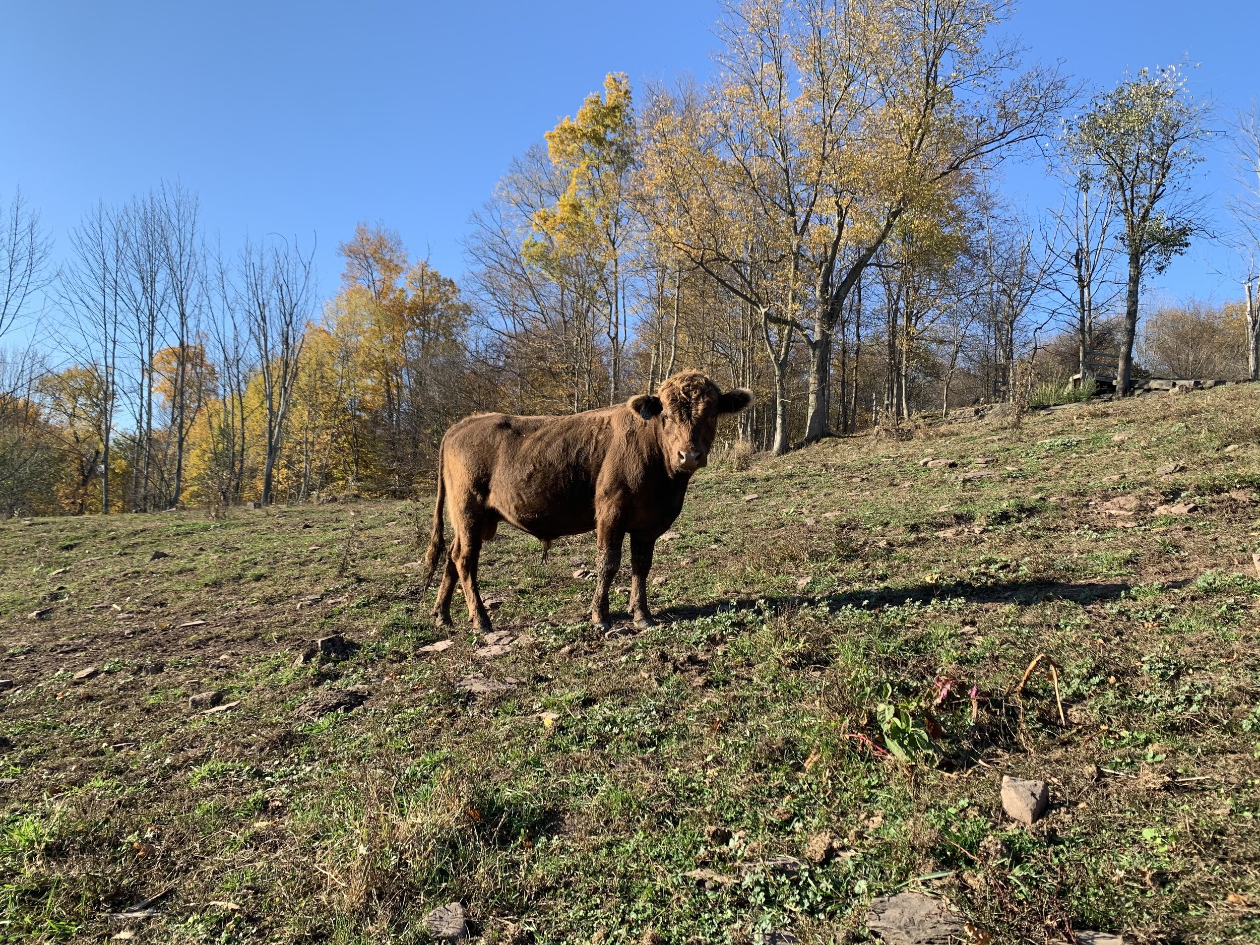 Our Dexters — Shupp Hill Farm