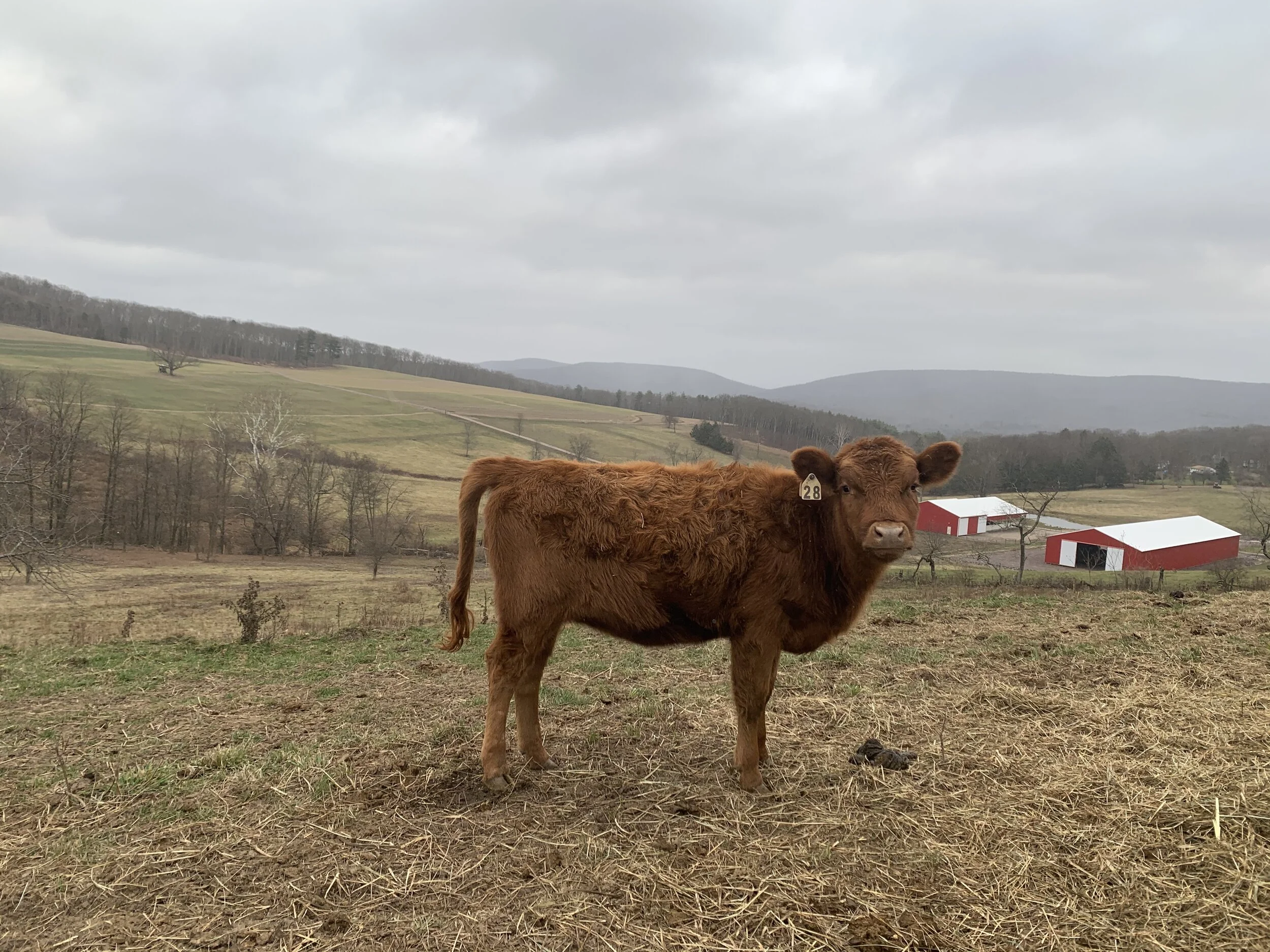 Our Dexters — Shupp Hill Farm