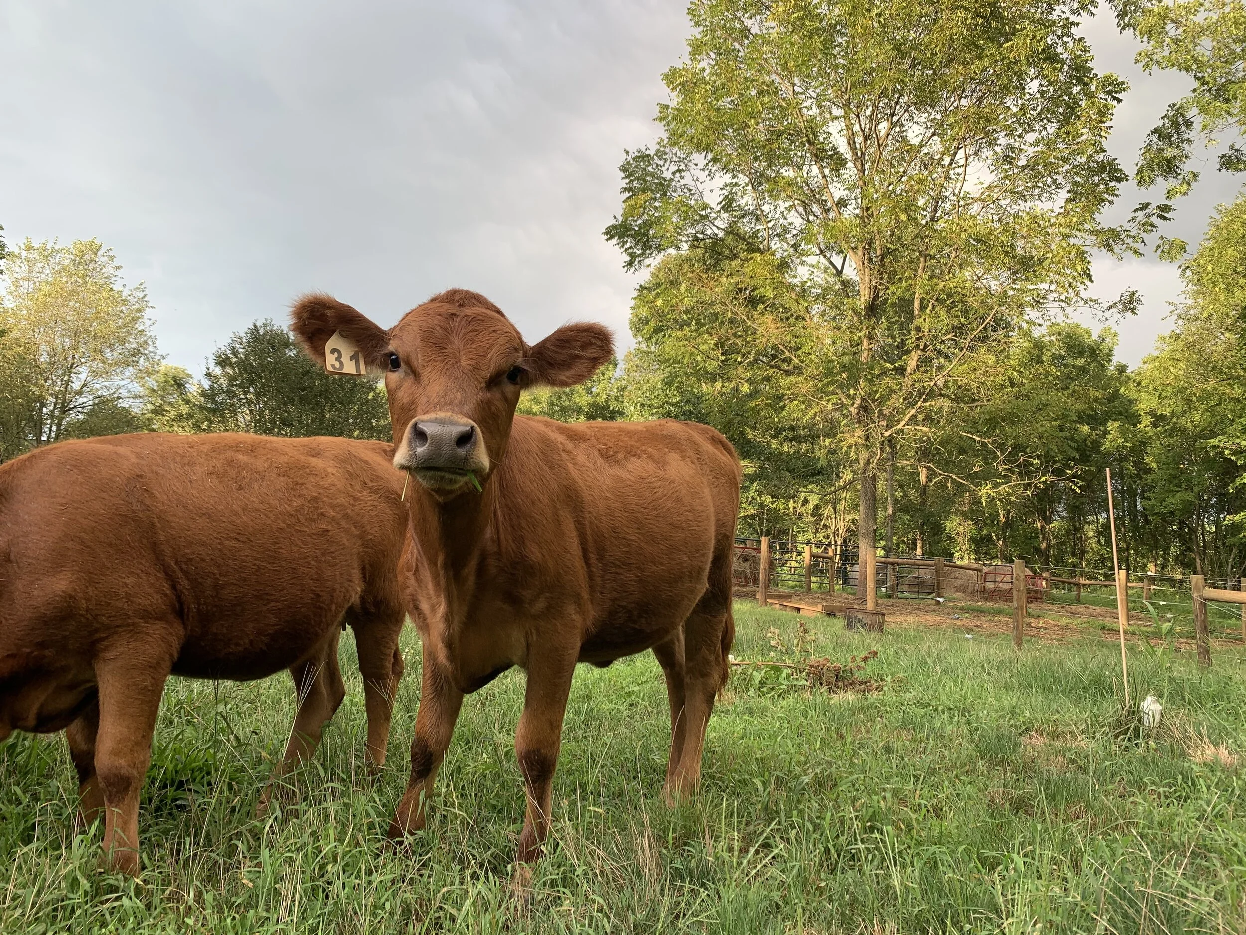 Our Dexters — Shupp Hill Farm