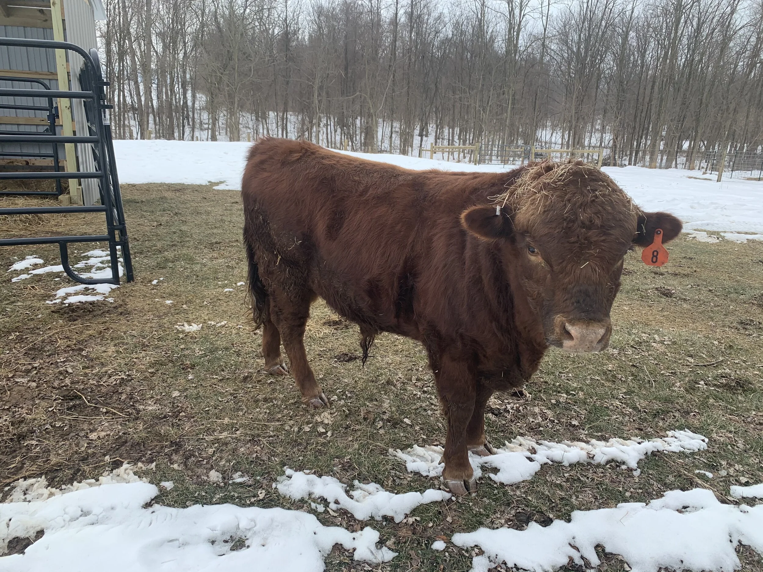 Our Dexters — Shupp Hill Farm