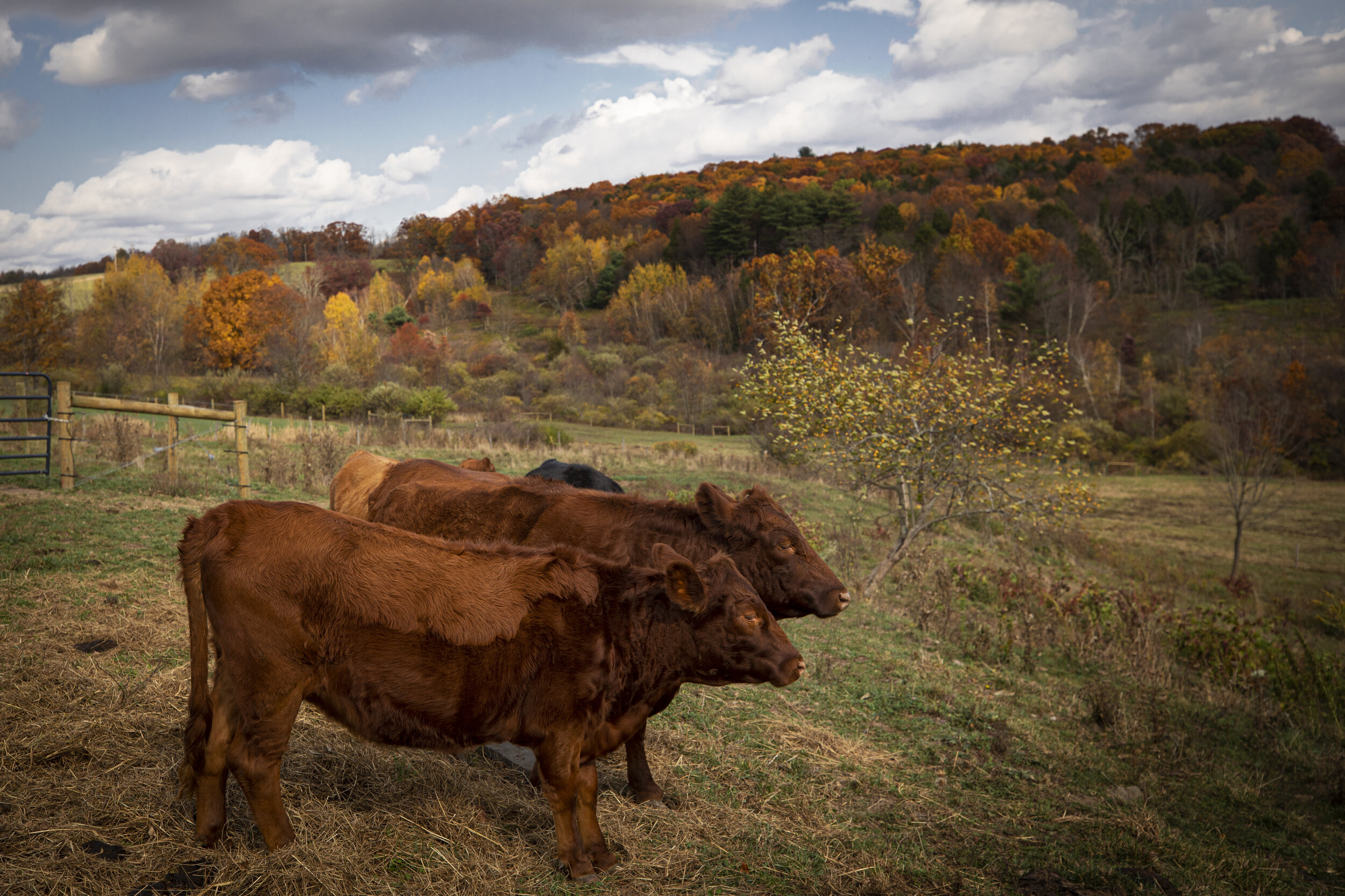Shupp Hill Farms