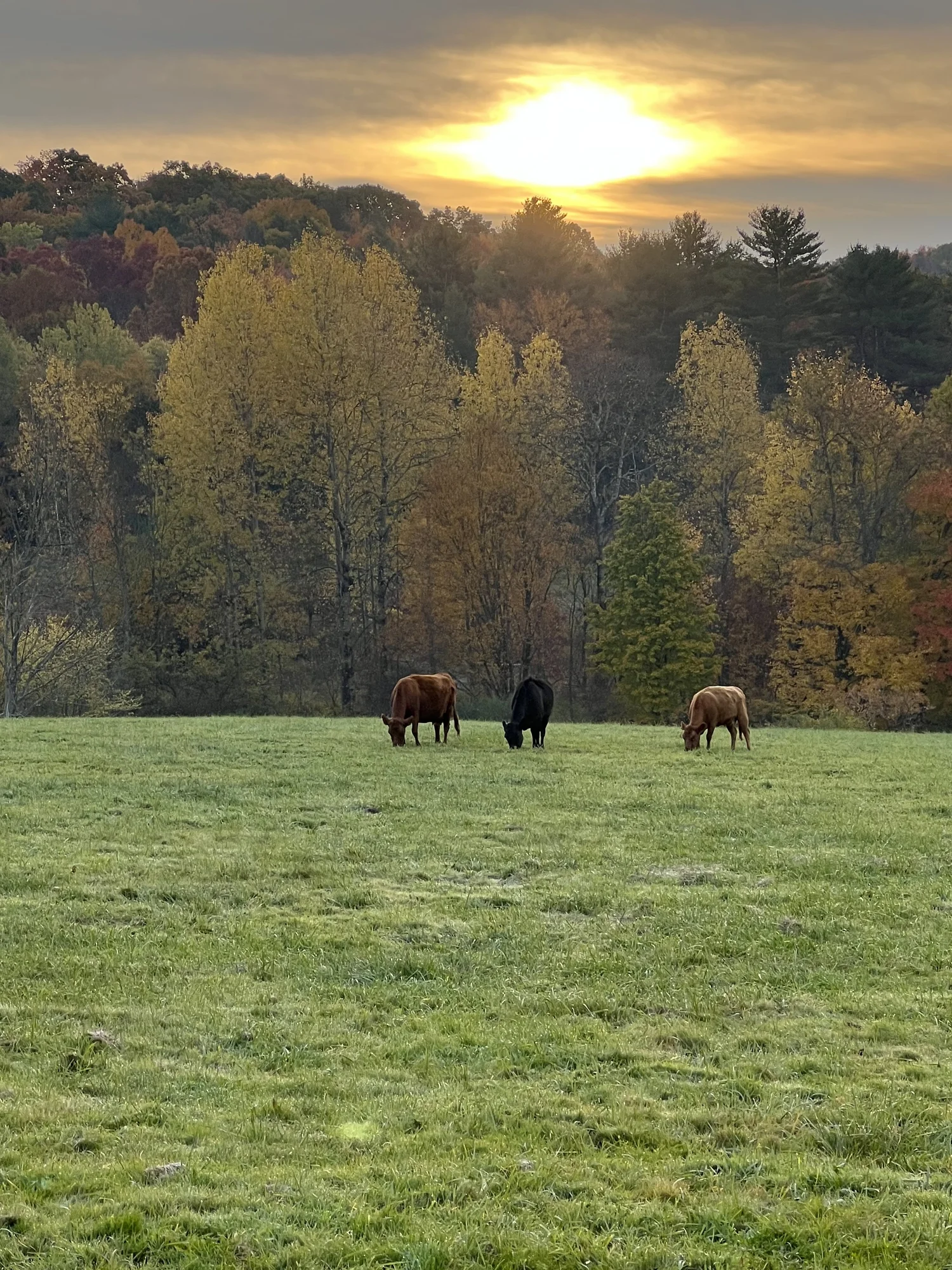 Shupp Hill Farms