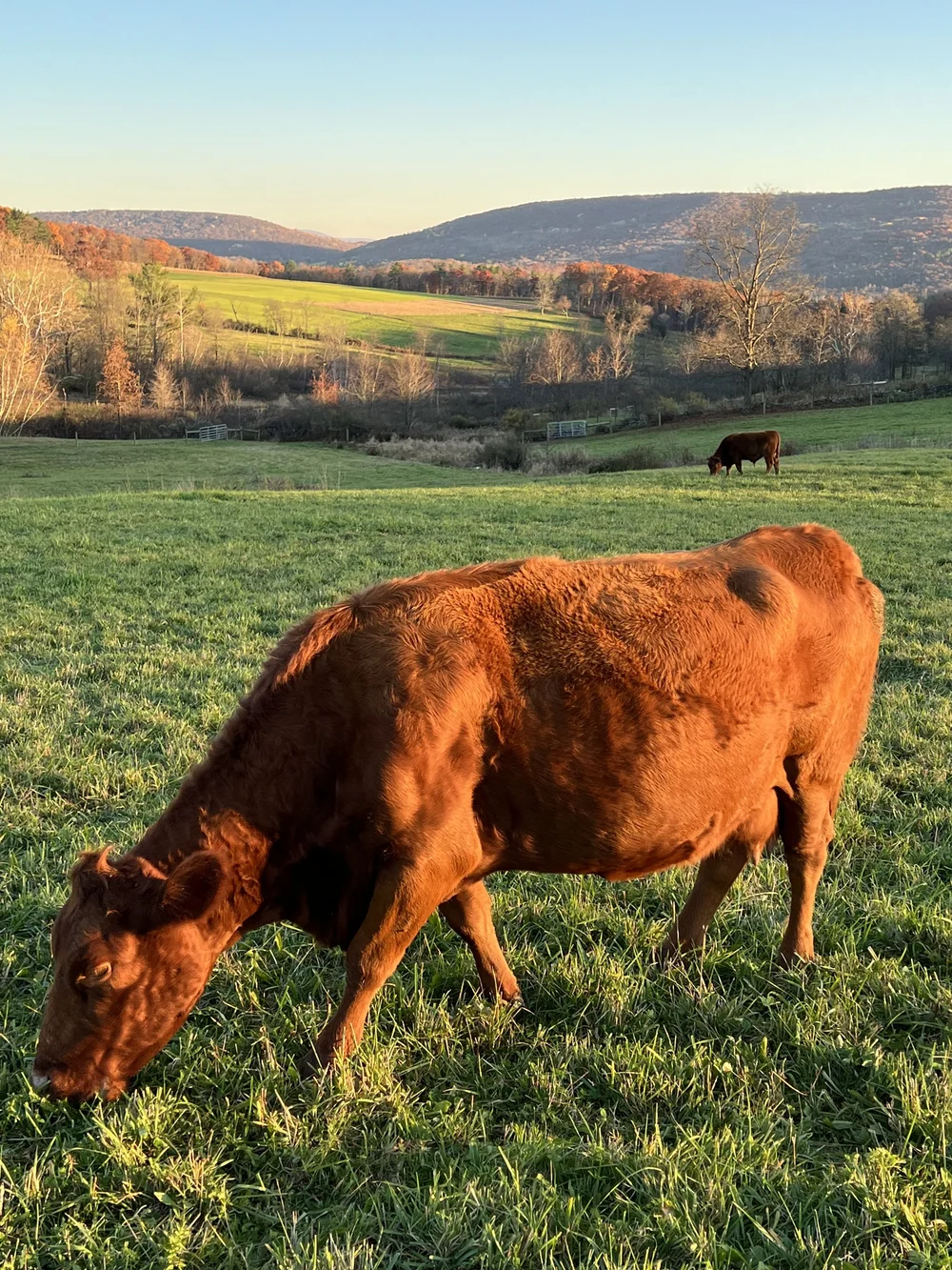 Shupp Hill Farms