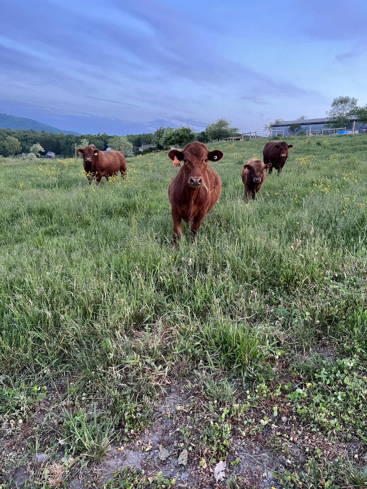 Shupp Hill Farms