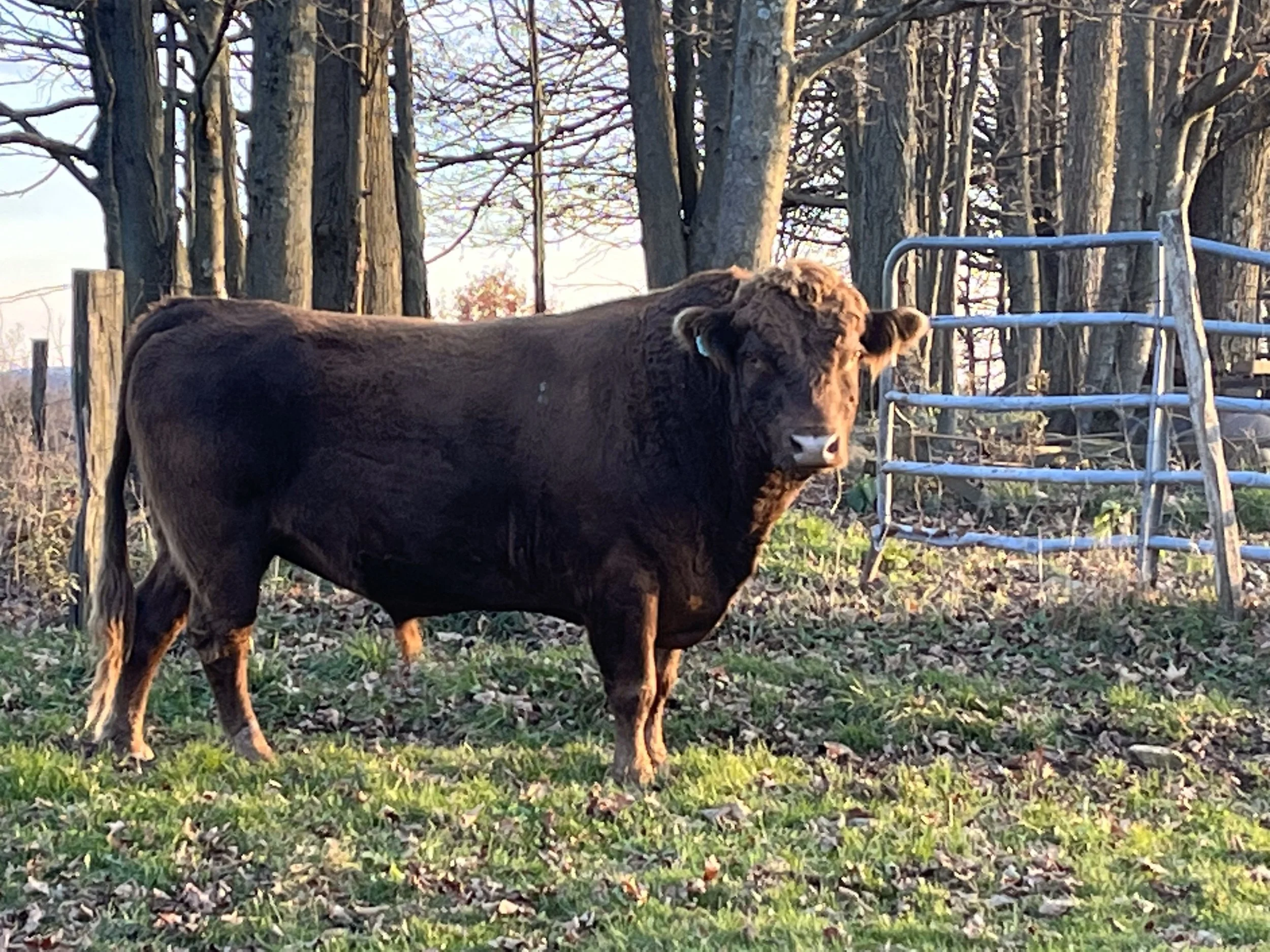 Our Dexters — Shupp Hill Farm