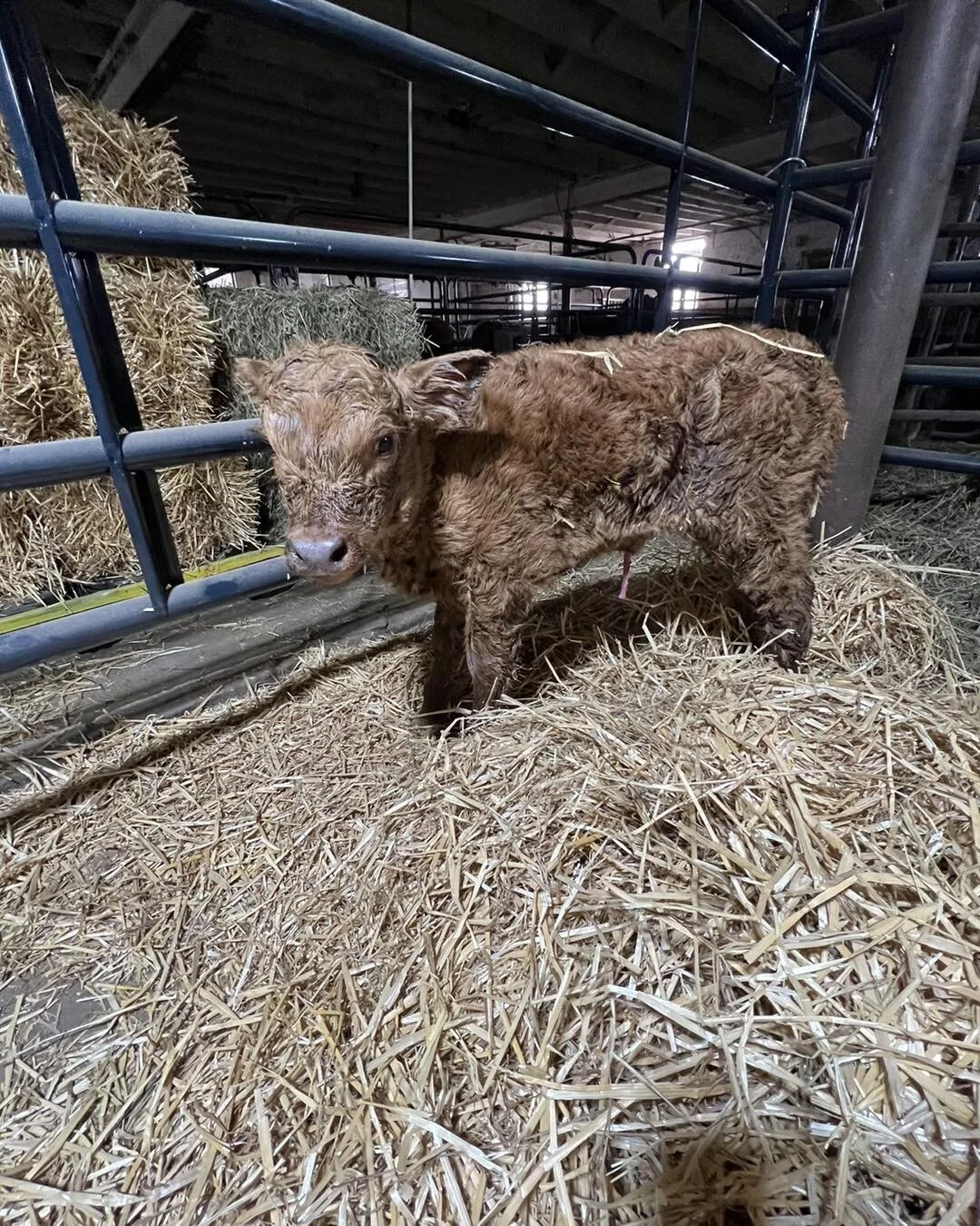 Gallery — Shupp Hill Farm