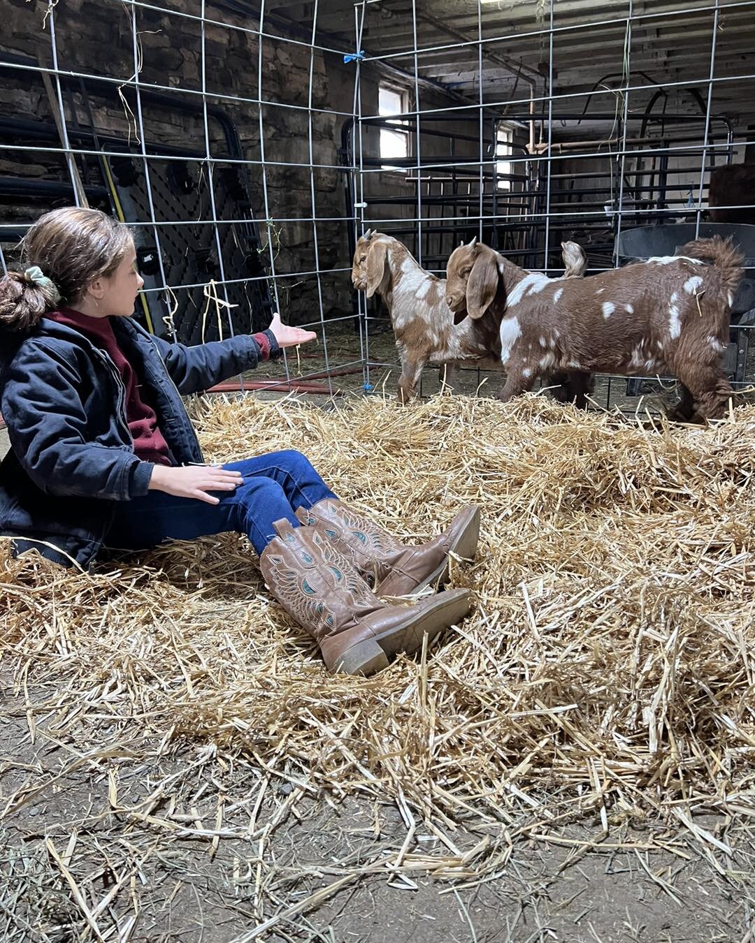 Gallery — Shupp Hill Farm