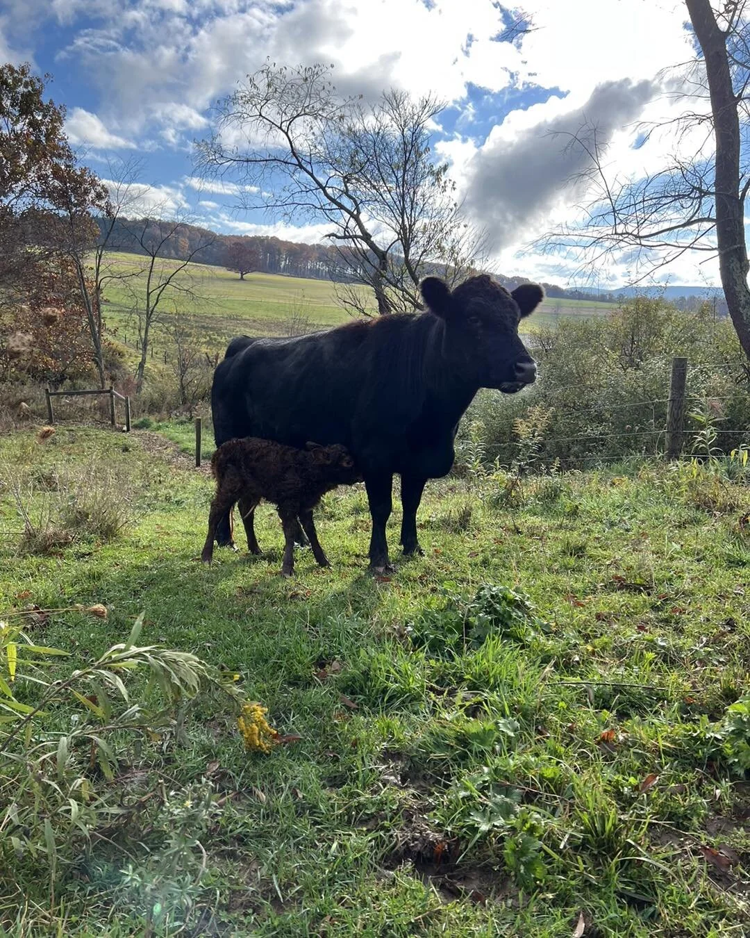 Gallery — Shupp Hill Farm