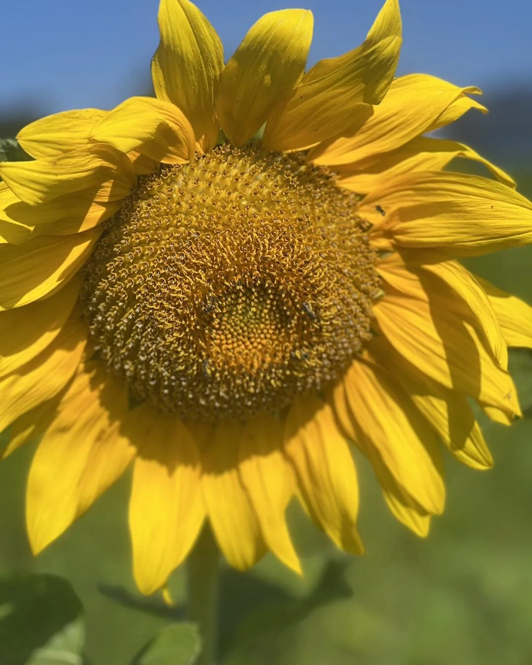 Gallery — Shupp Hill Farm