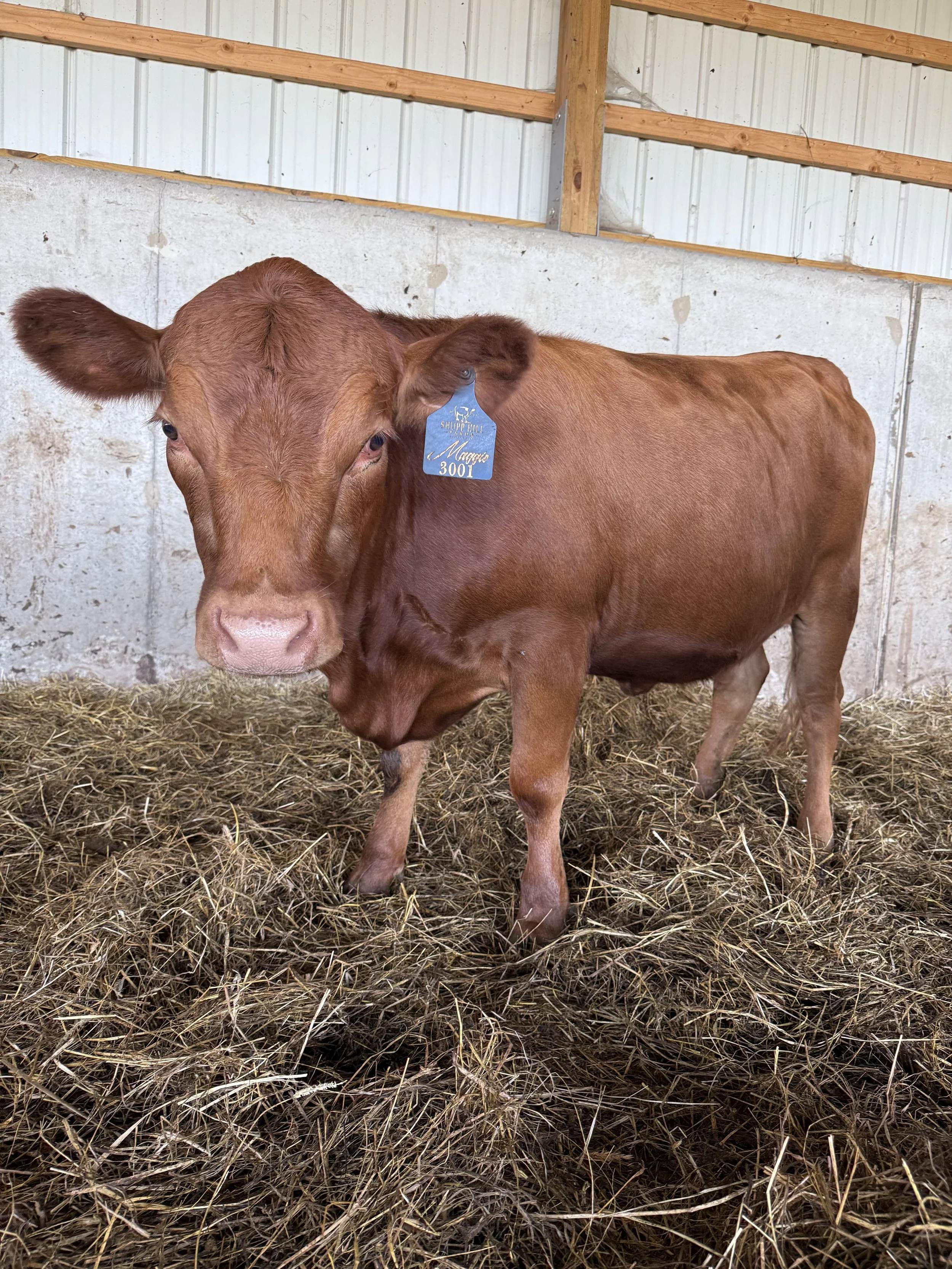 Our Dexters — Shupp Hill Farm