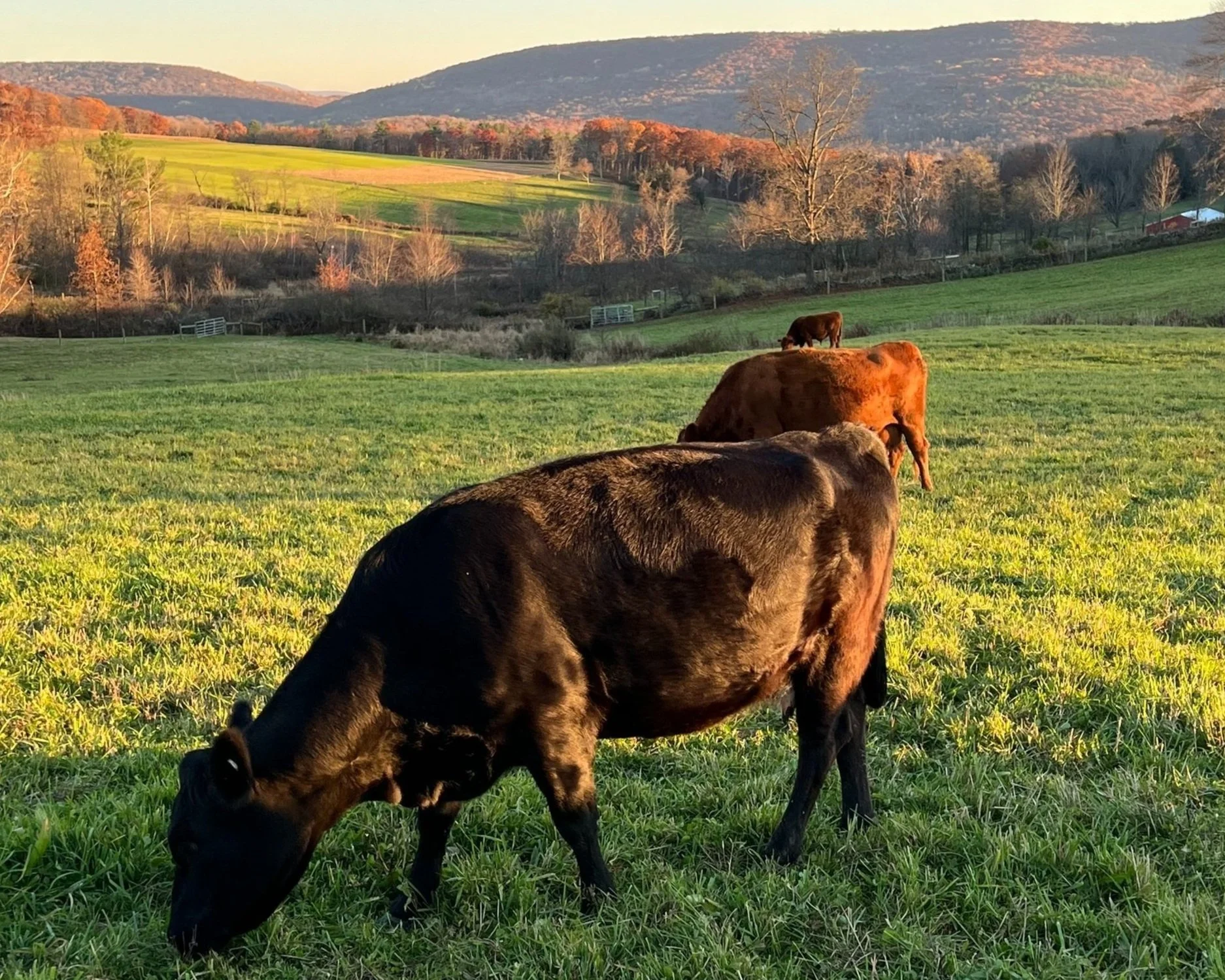 Shupp Hill Farms