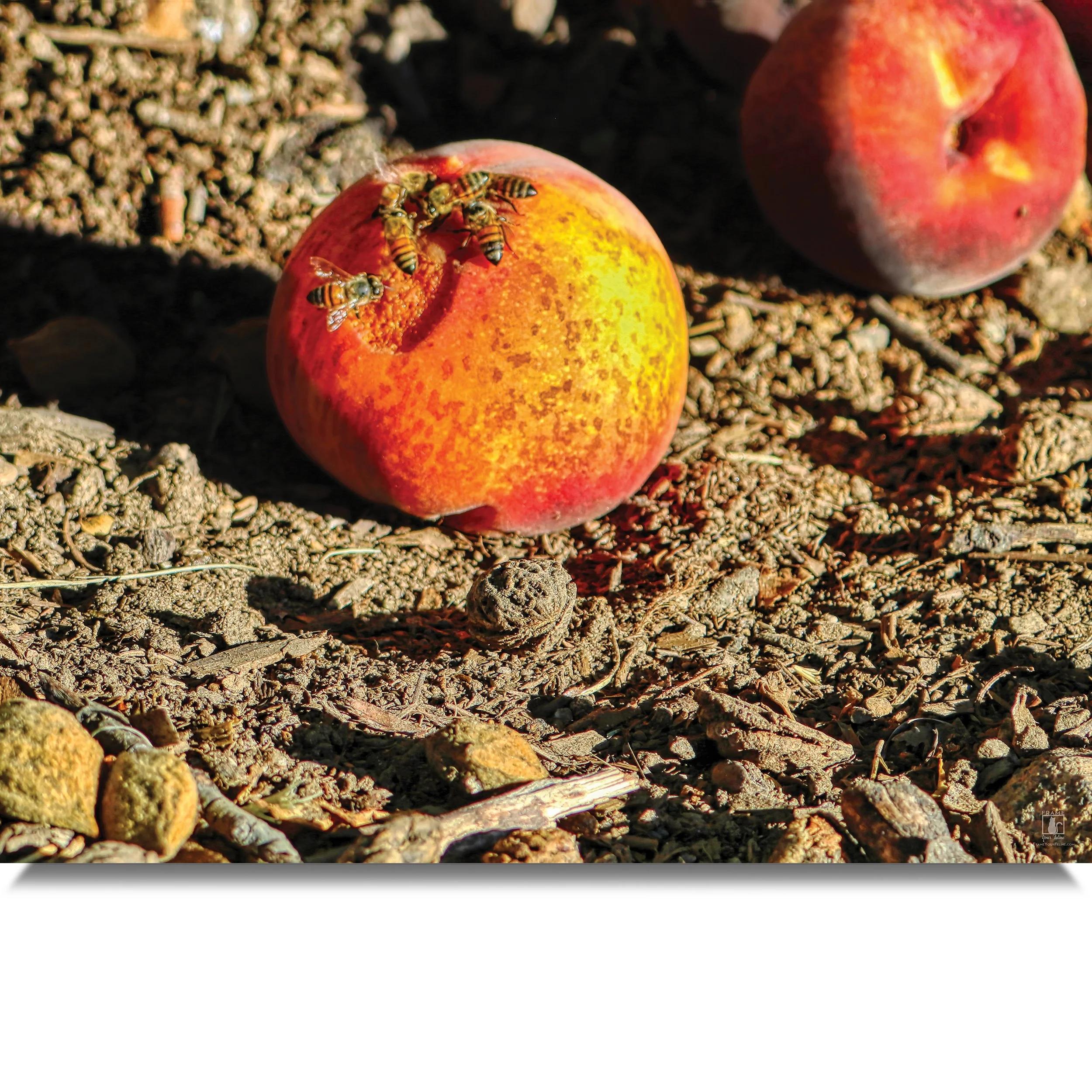 "Bee Peachy" — Frame Your Feline