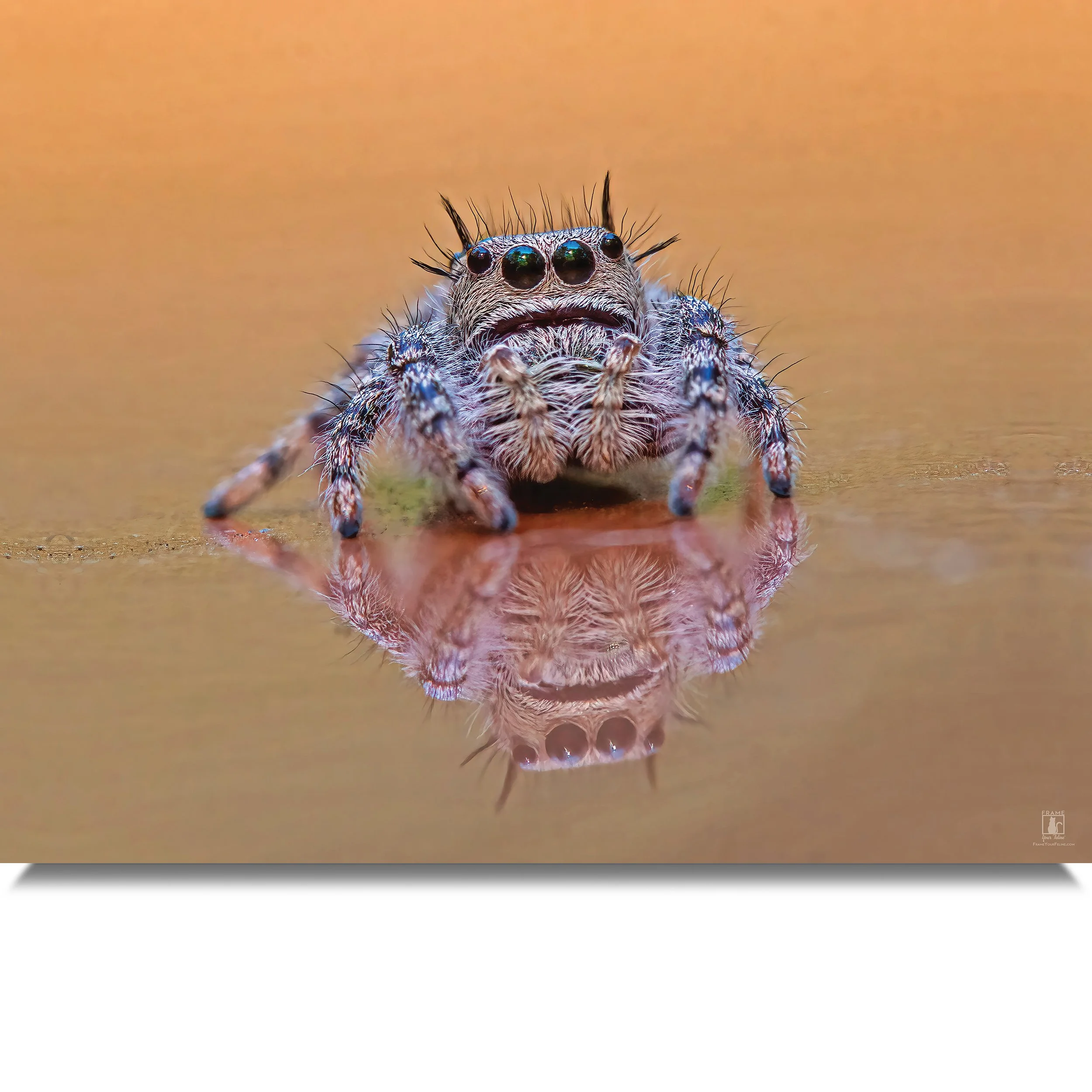 "Spiky Spider" — Frame Your Feline