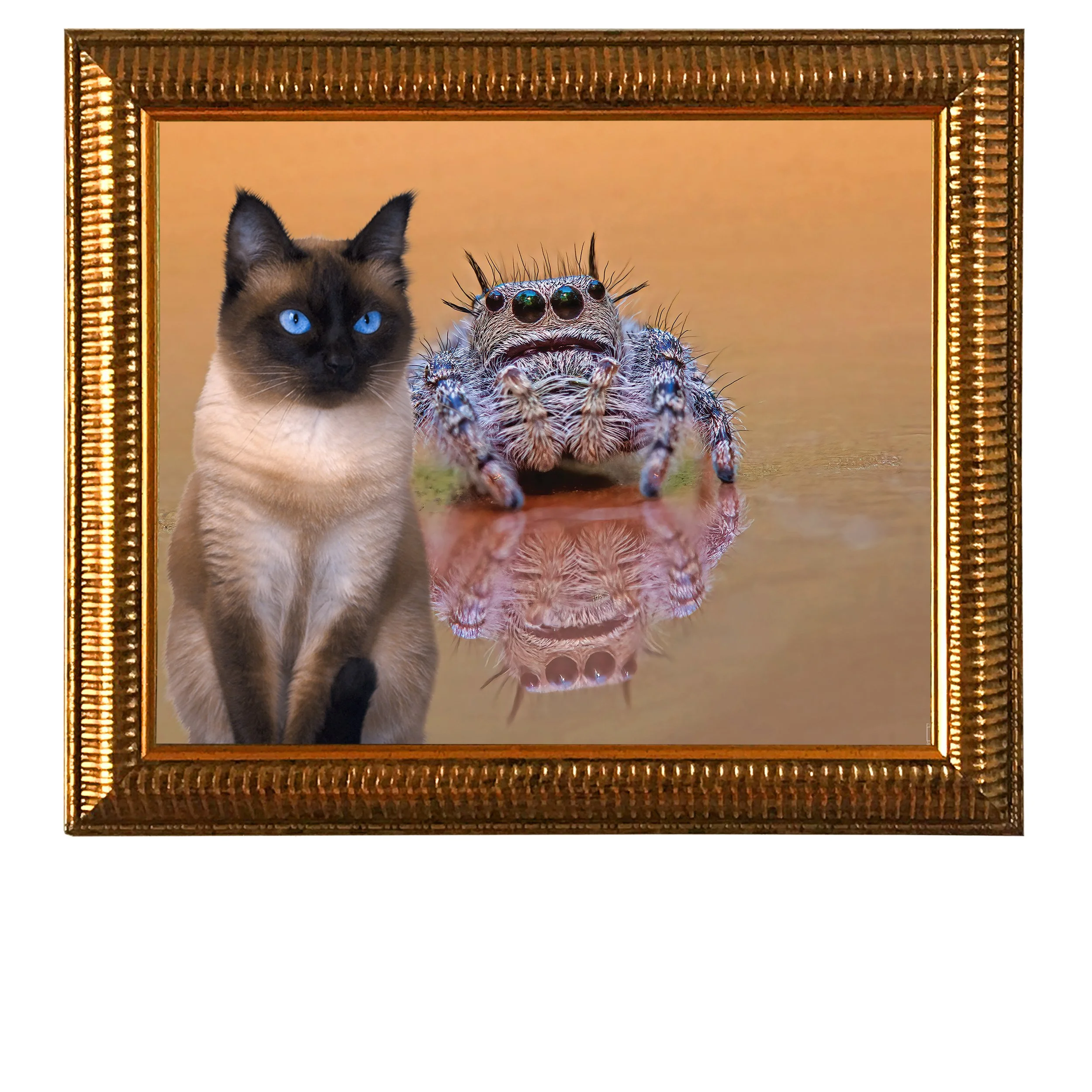 "Spiky Spider" — Frame Your Feline