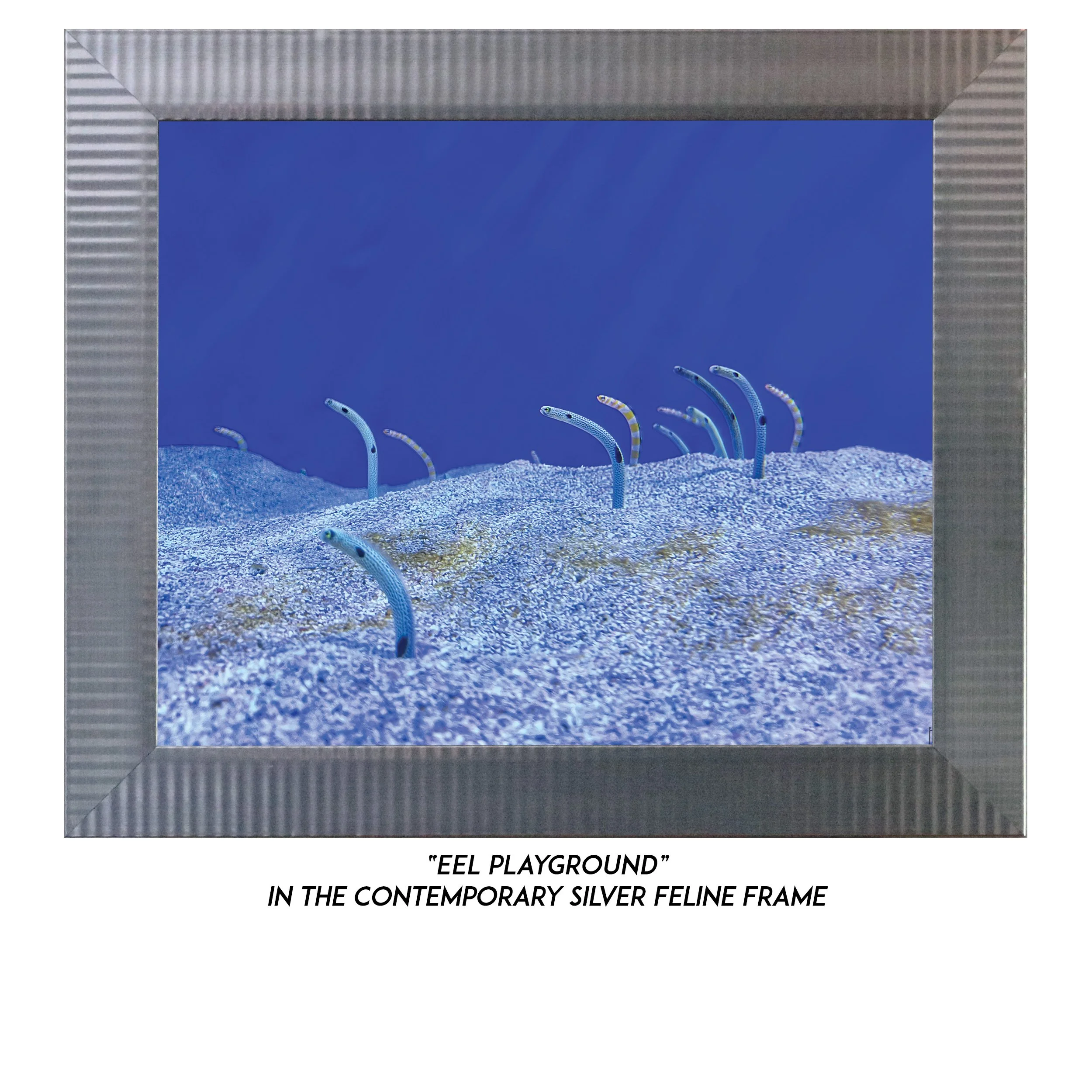 "Eel Playground" — Frame Your Feline