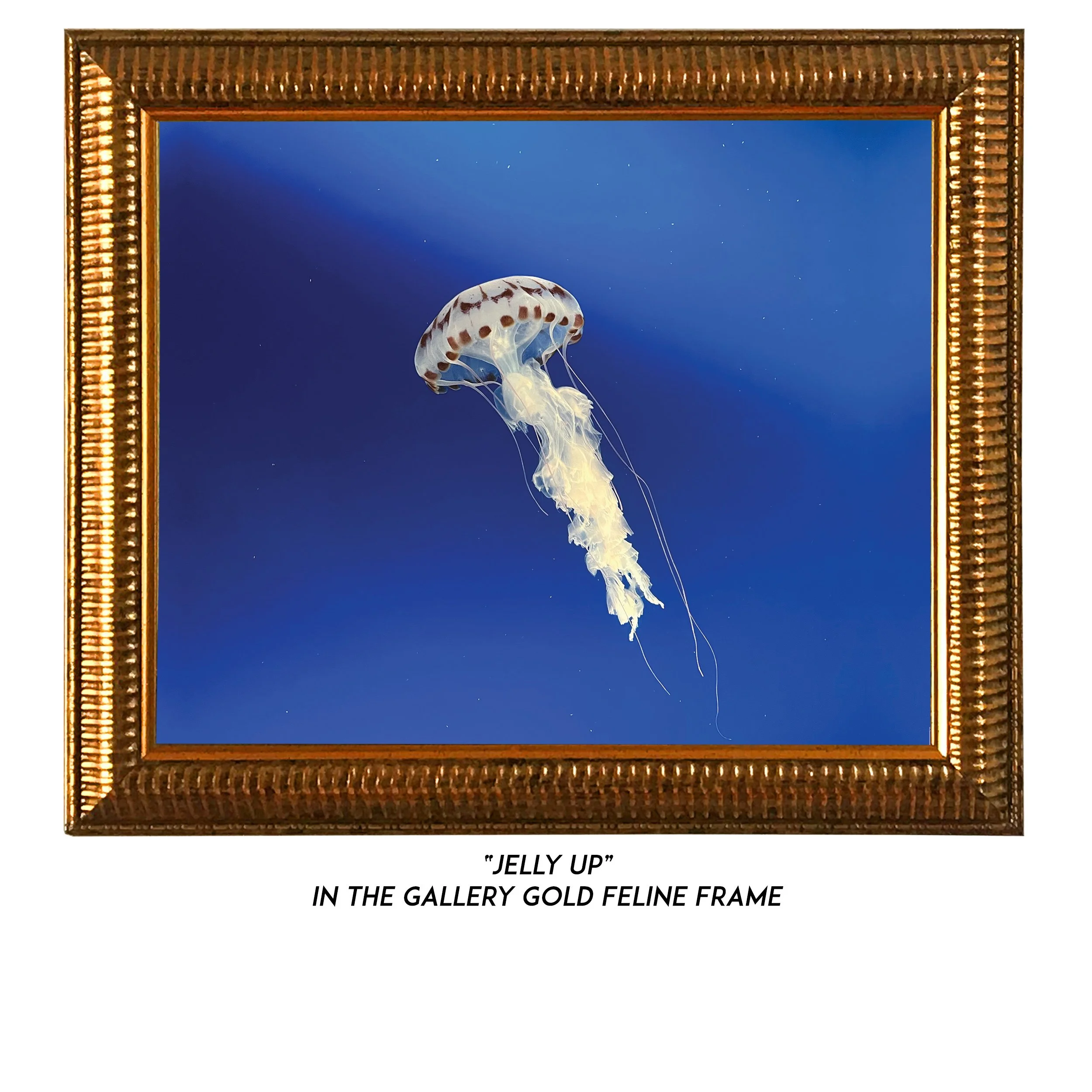 Aquatic Life — Frame Your Feline