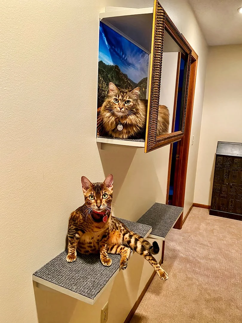 Frame Your Feline