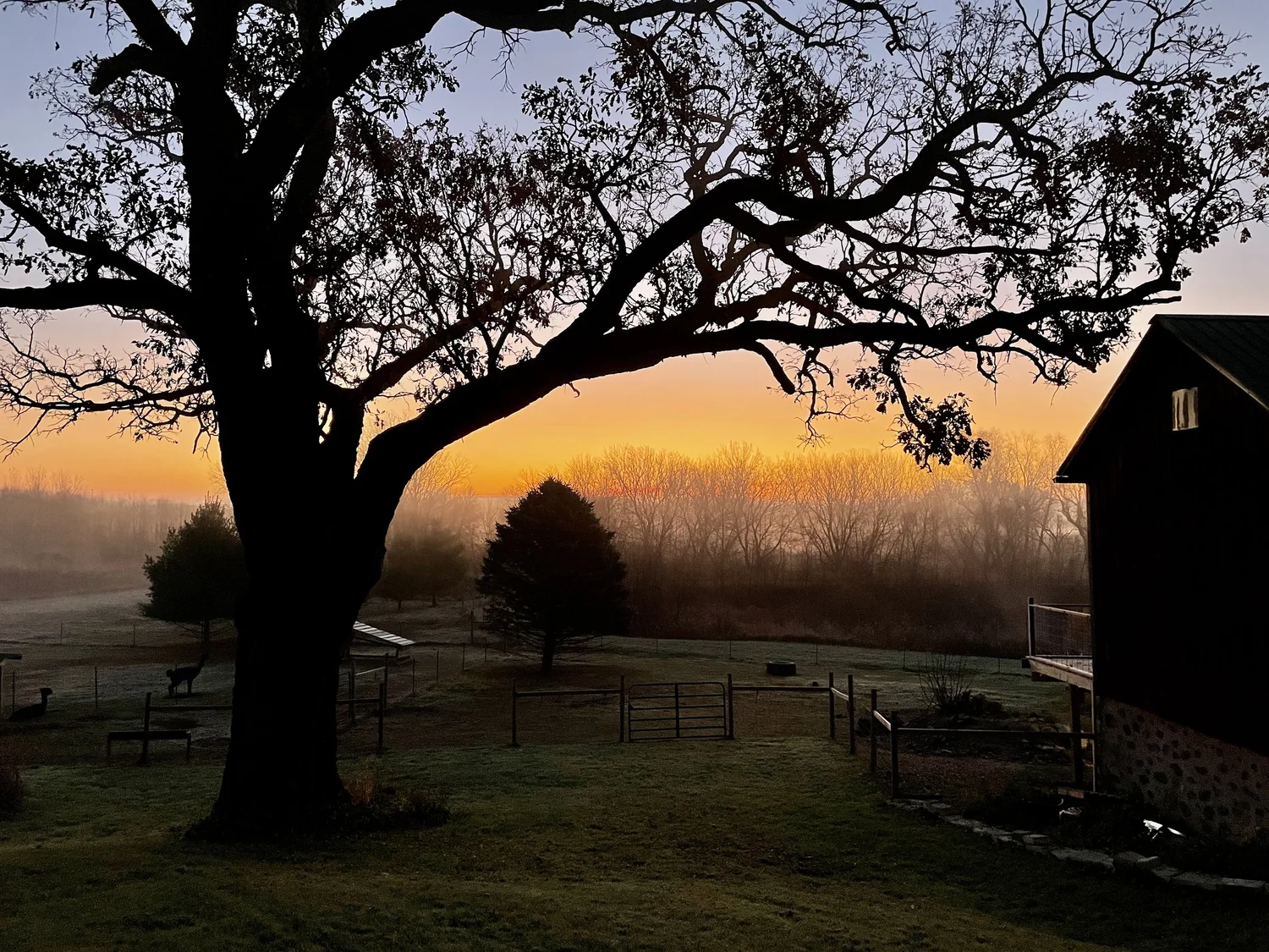 The Animals — Full Bloom Acres Wellness