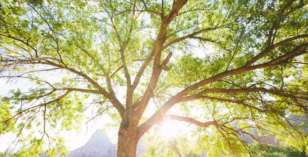 How Morning Light Can Transform Your Sleep and Wellbeing — Full Bloom Acres