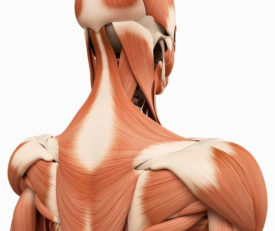 Tight Upper Back Muscles