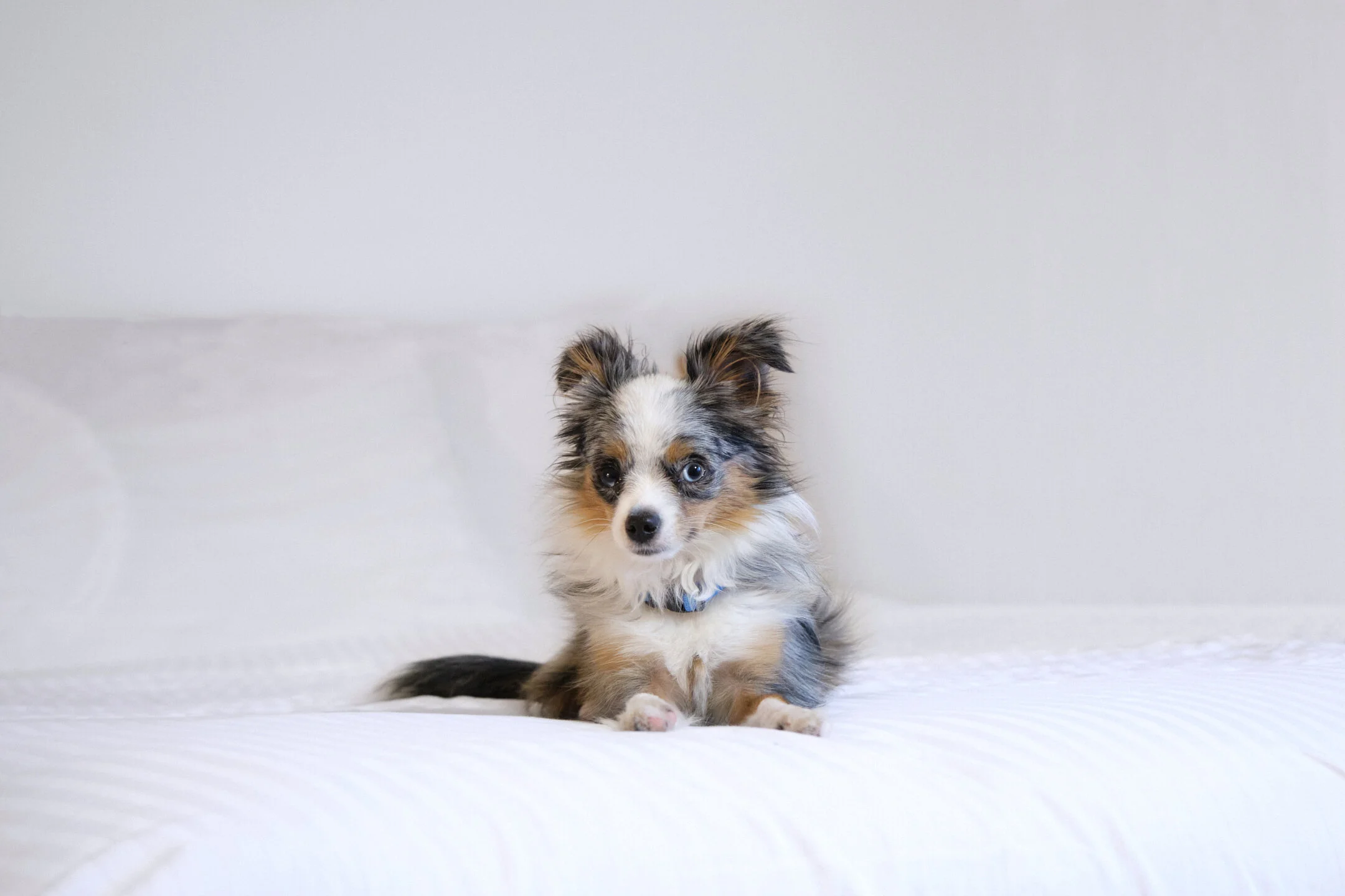 Toy Australian Shepherds | Toy Aussie Info