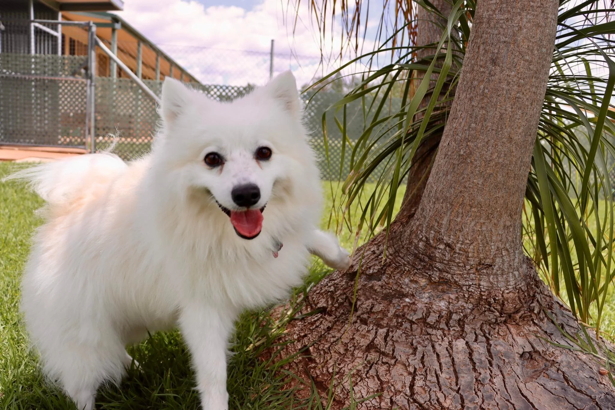 Learners On Lead Dog Sports and Pet Dog Training