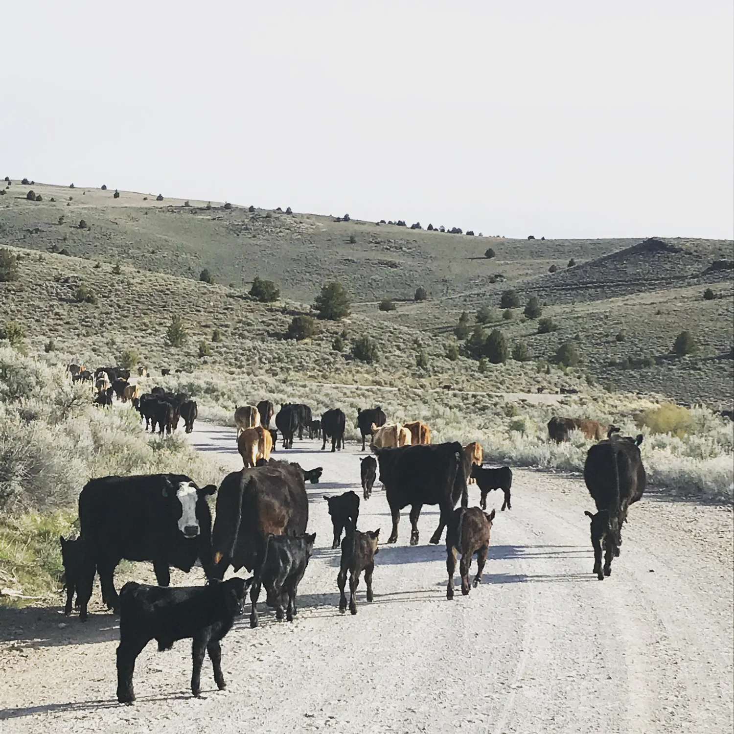 Cattle Grazing Permit — CIRCLE BAR BEEF | California Ranch Raised Beef