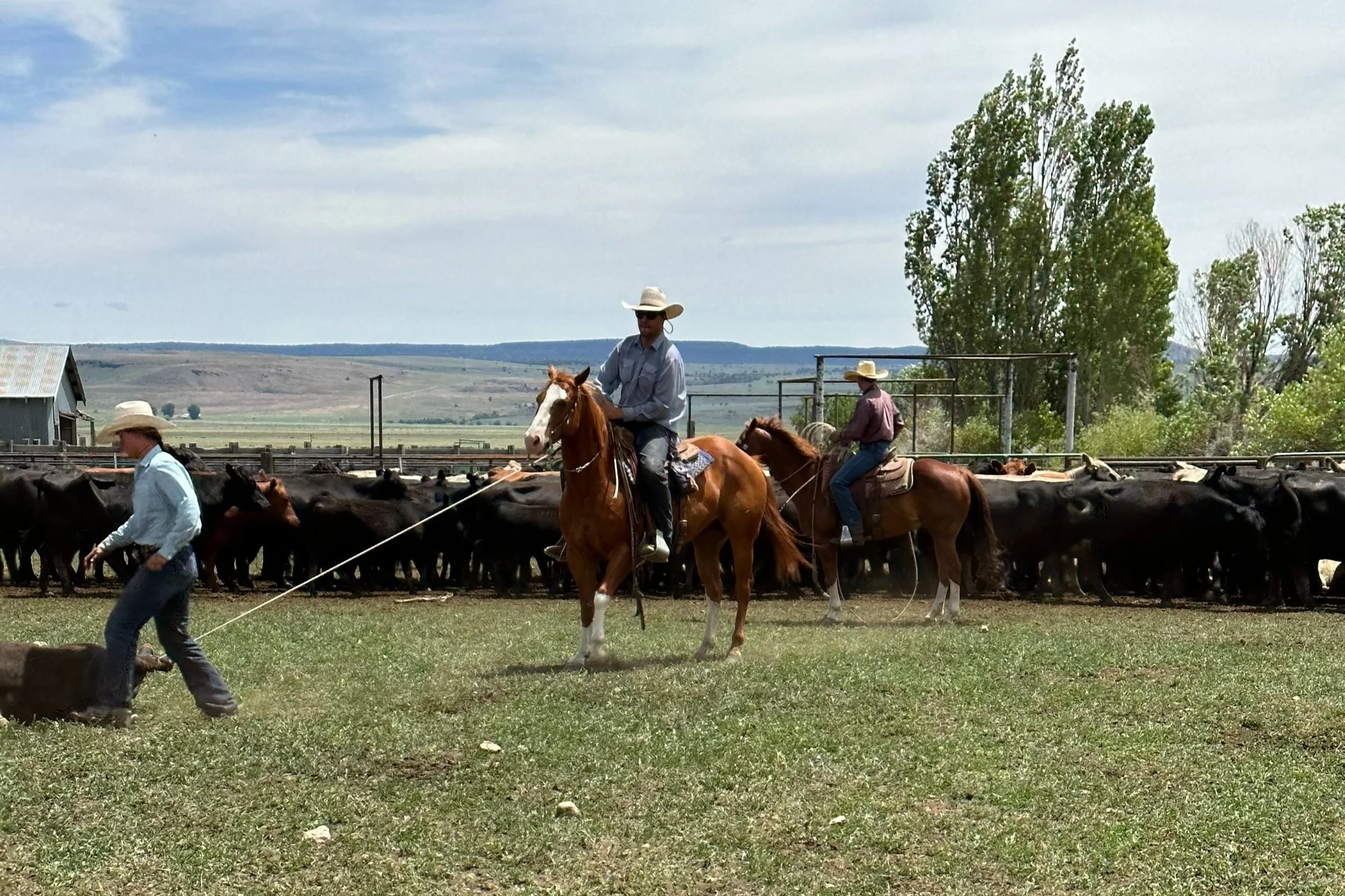 Branding Cattle — CIRCLE BAR BEEF | California Ranch Raised Beef