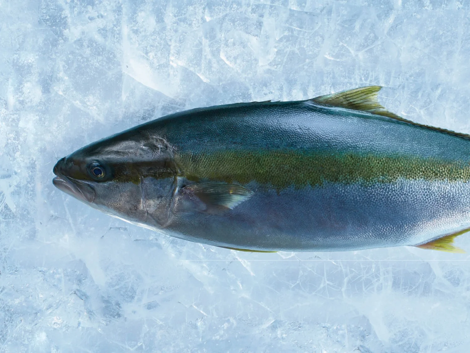 Singapore's Leading Seafood & Groceries Supplier