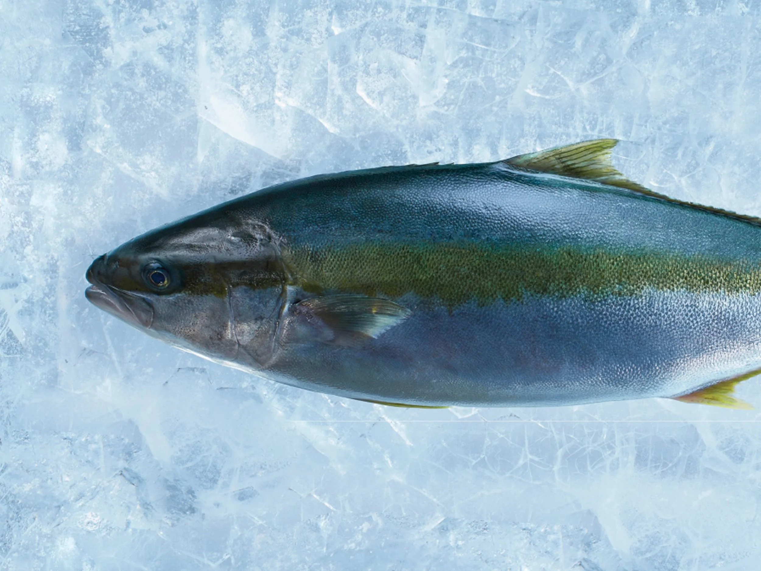 Singapore's Leading Seafood & Groceries Supplier