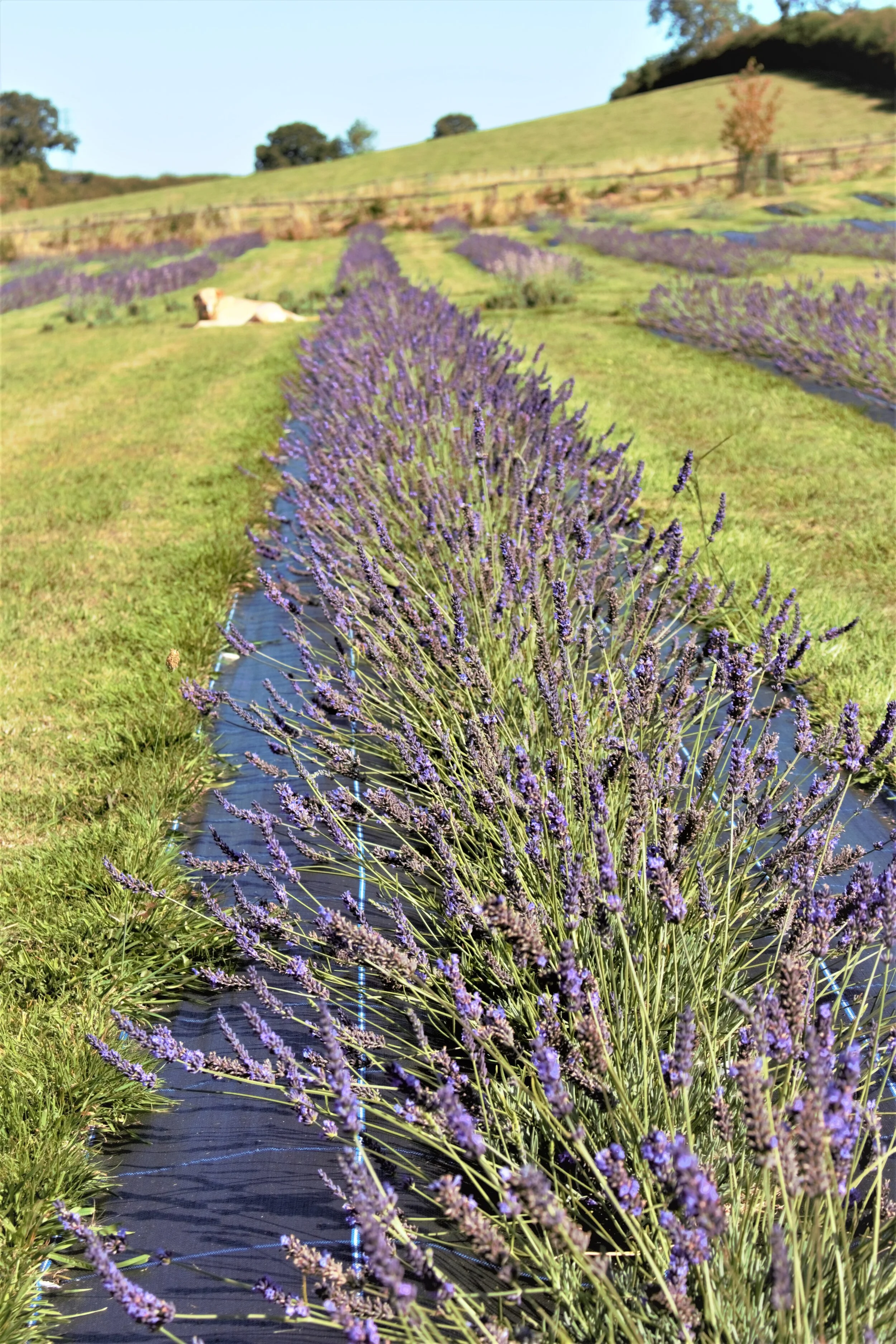 Ridge & Furrow Lavender