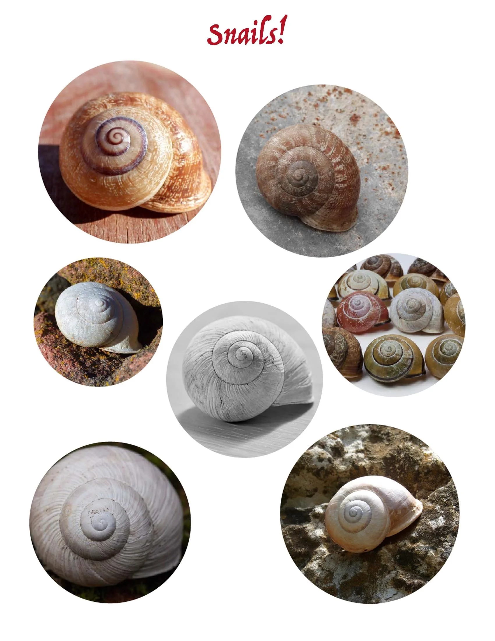 Georgia O'Keeffe's Desert Snails(3rdG) — MR. RATHAUS ART