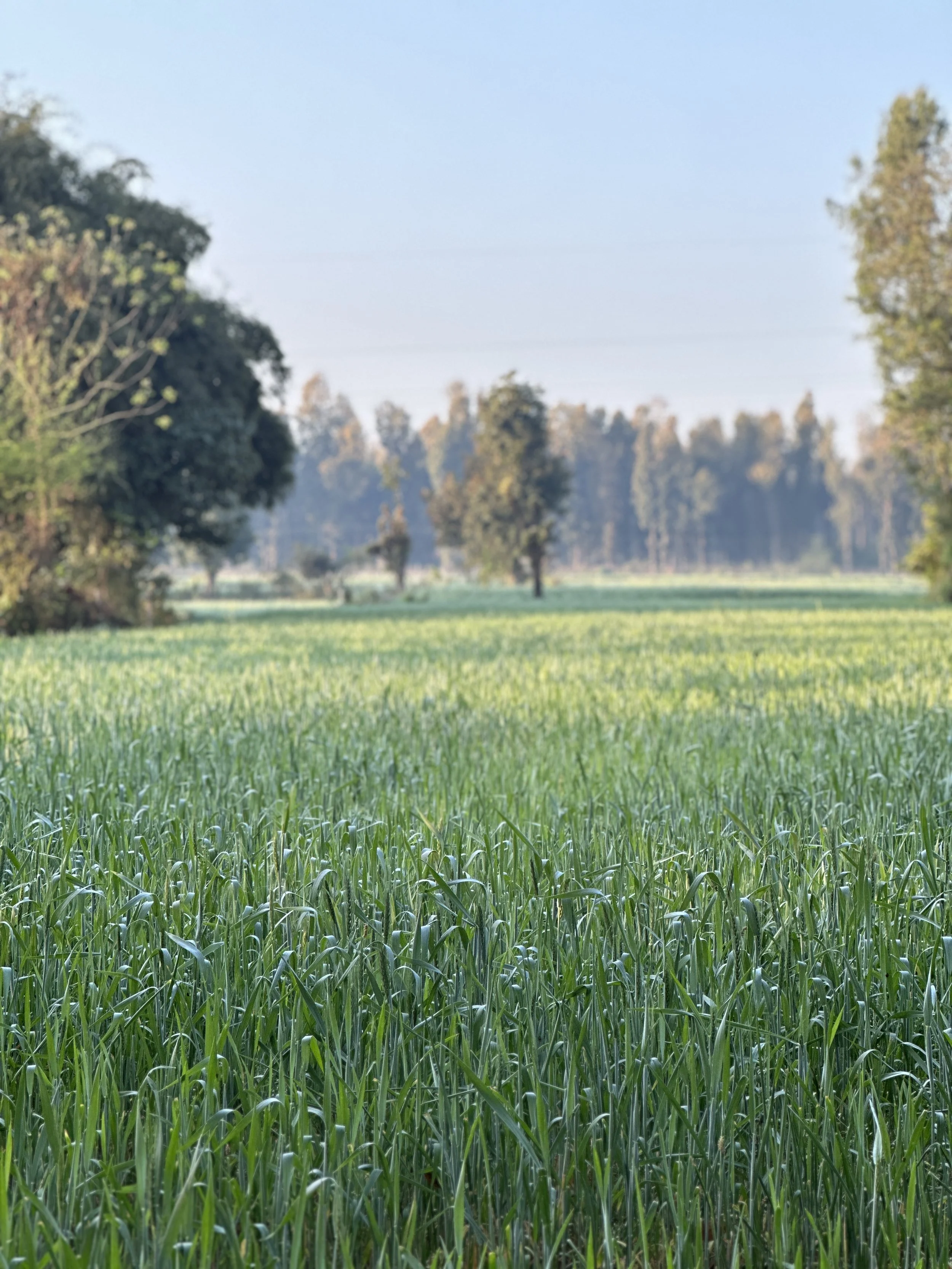 THE FARM — Friends Of Navdanya