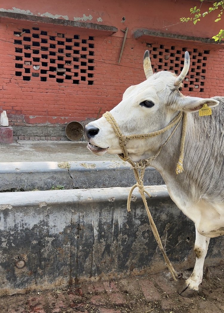 THE FARM — Friends Of Navdanya