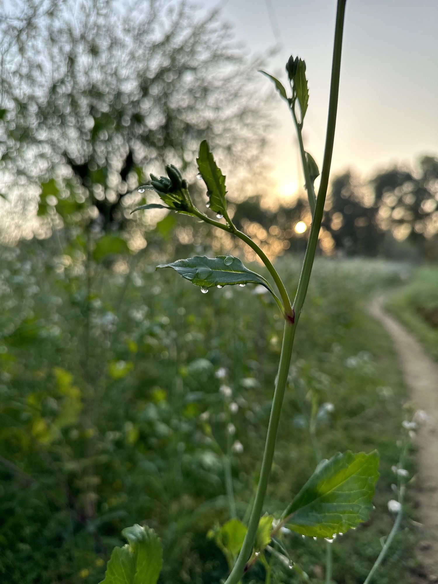 THE FARM — Friends Of Navdanya