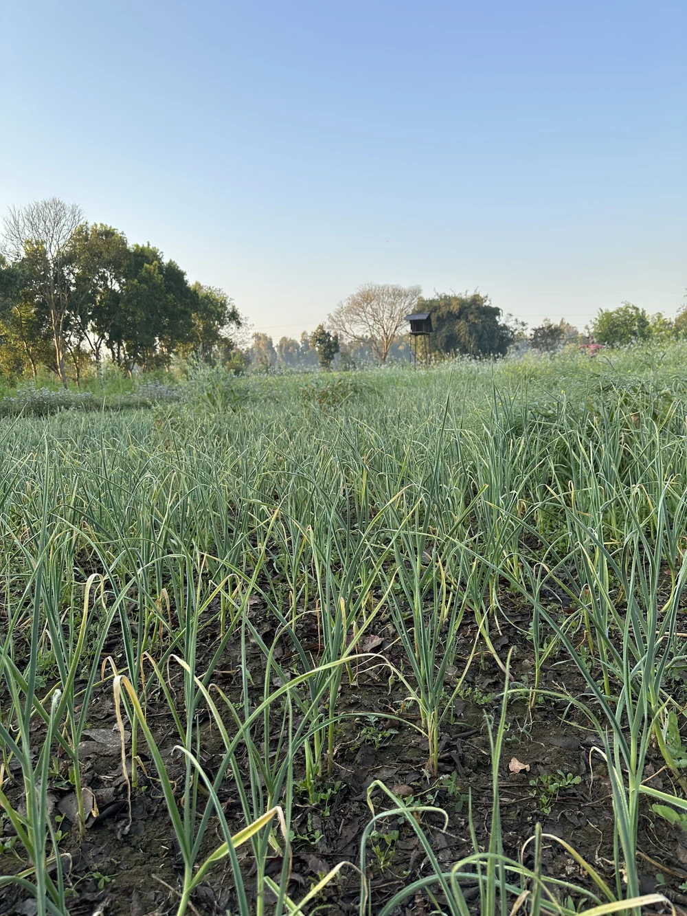 THE FARM — Friends Of Navdanya