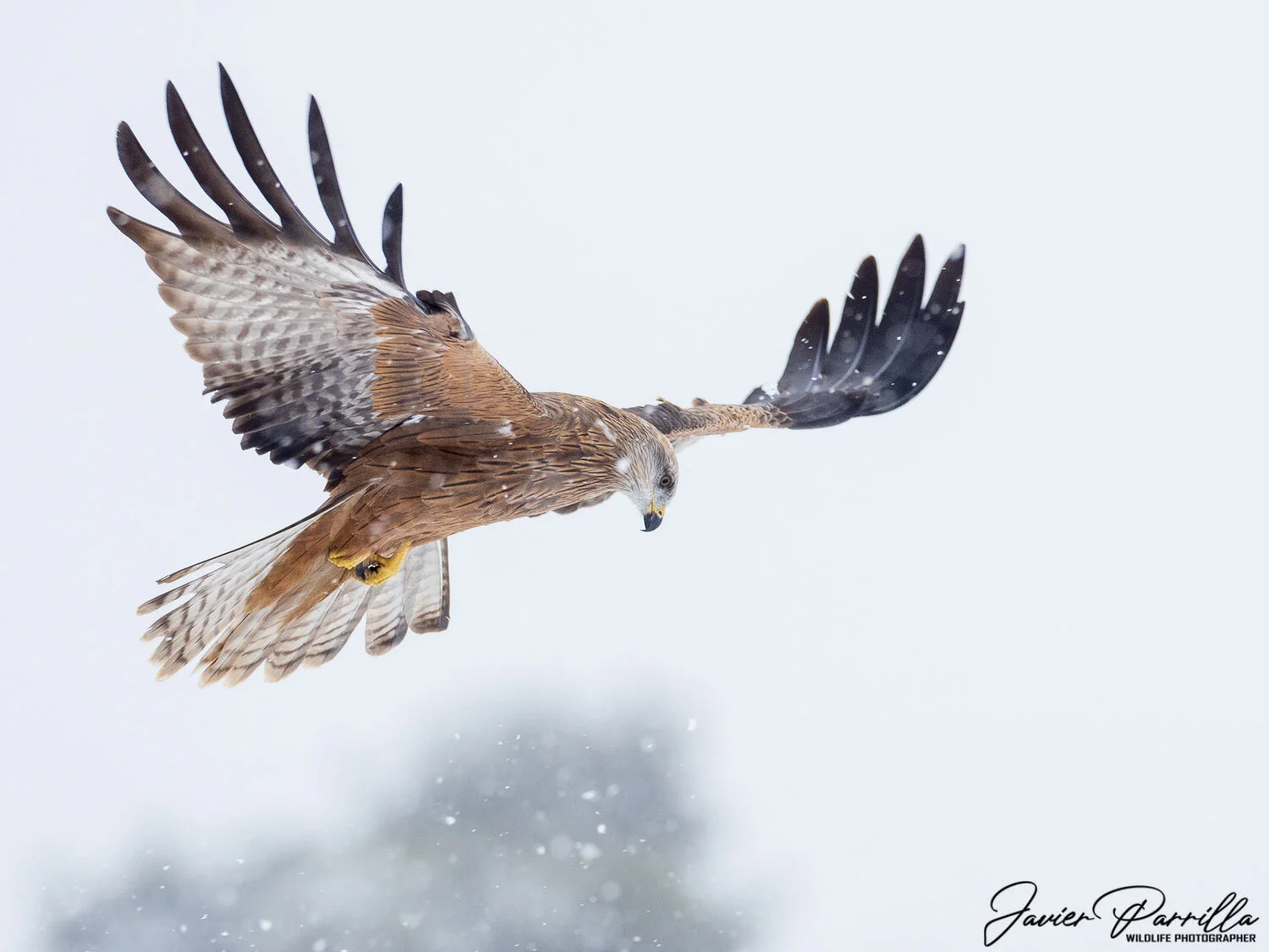 An apparent hybrid Red x Black Kite in Spain — subalpinebirding