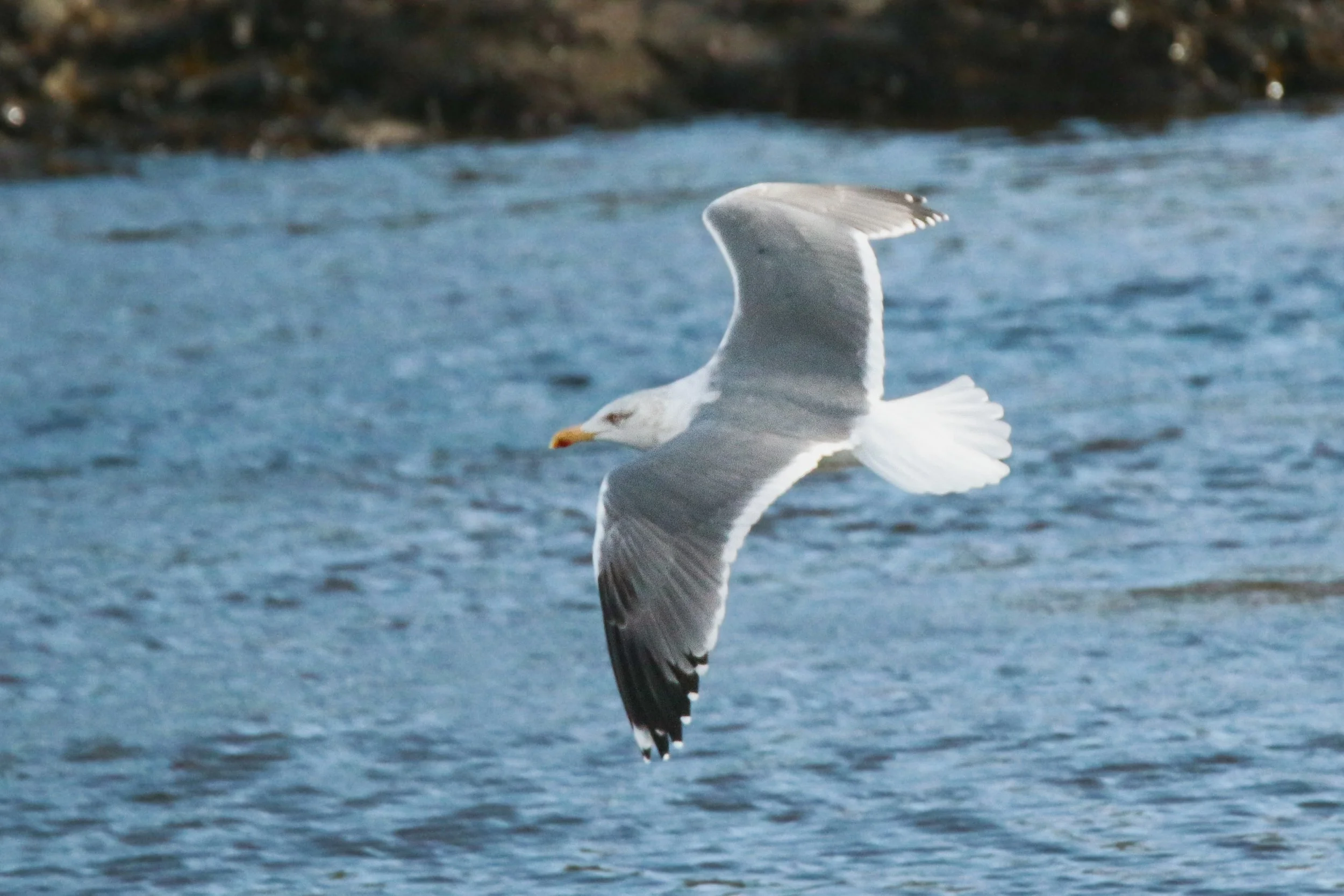 Introducing the ‘Guilvinec Gull’: a commented gallery of presumed ...
