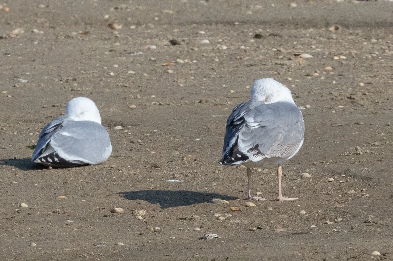 Introducing the ‘Guilvinec Gull’: a commented gallery of presumed ...