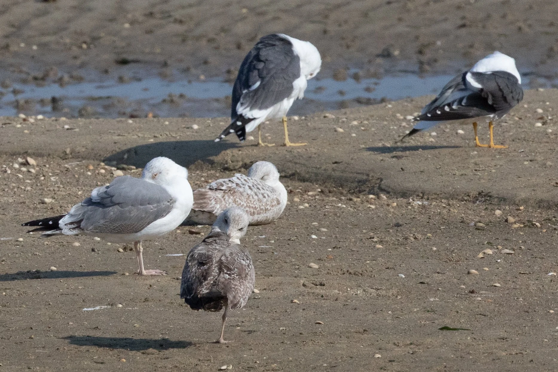 Introducing the ‘Guilvinec Gull’: a commented gallery of presumed ...