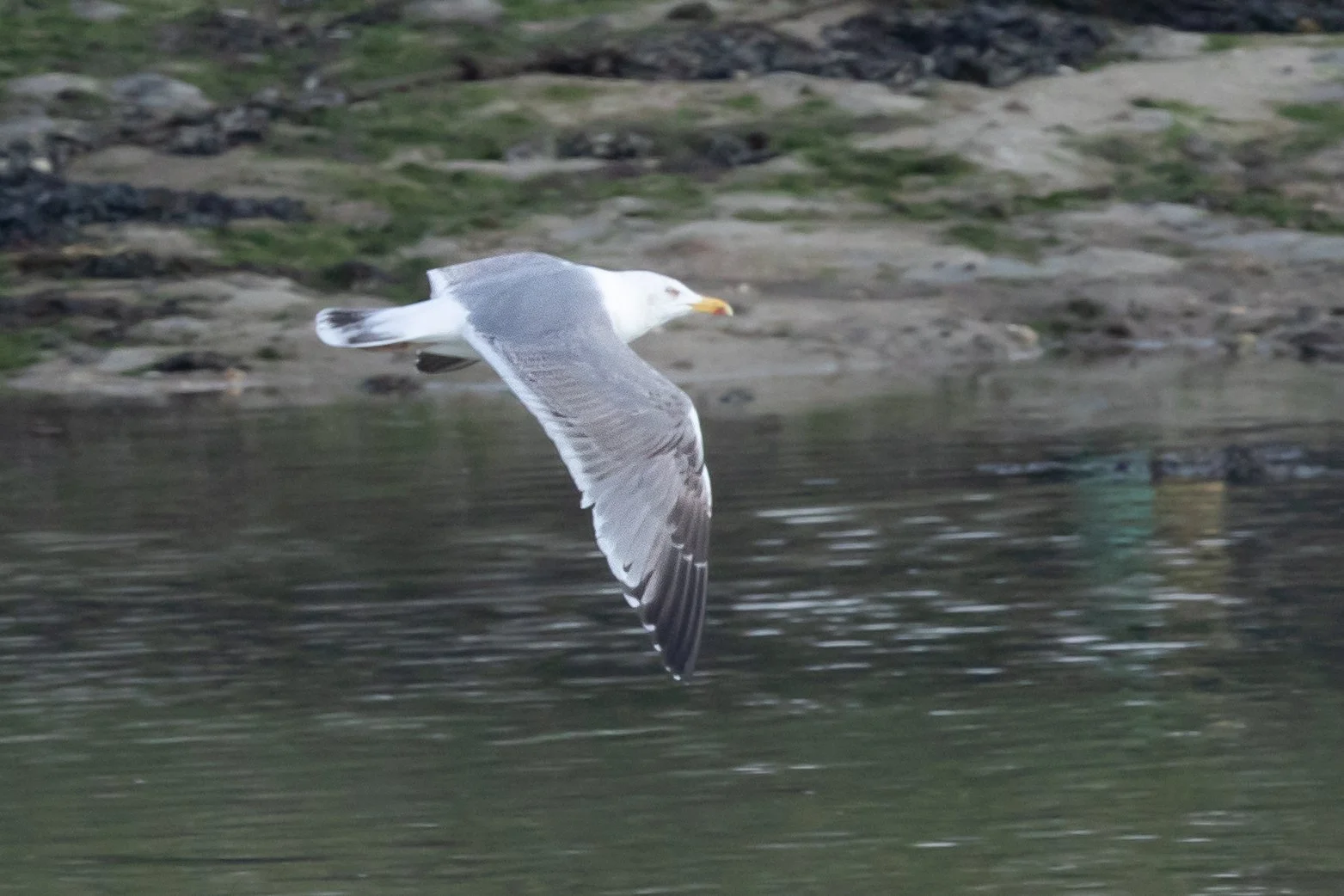 Introducing the ‘Guilvinec Gull’: a commented gallery of presumed ...