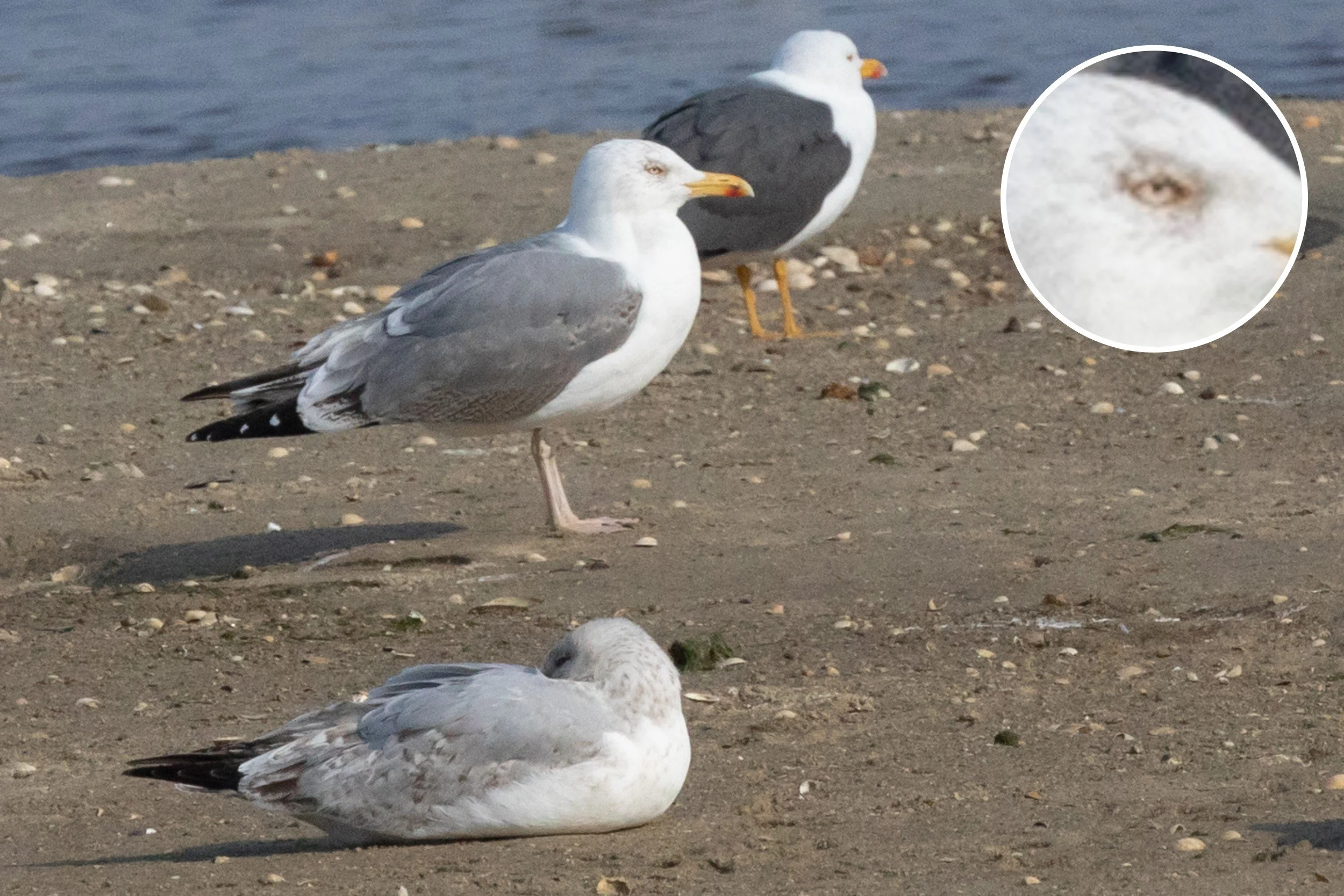 Introducing the ‘Guilvinec Gull’: a commented gallery of presumed ...