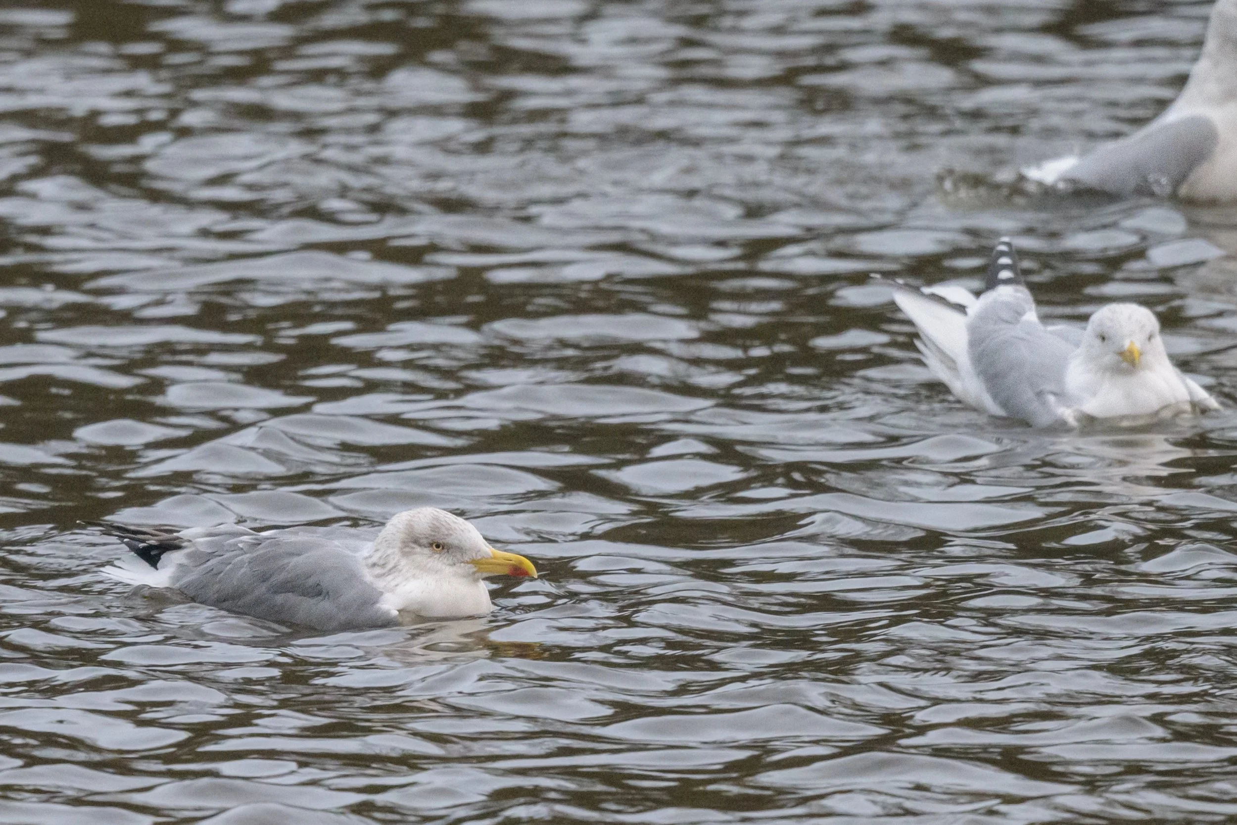 Introducing the ‘Guilvinec Gull’: a commented gallery of presumed ...
