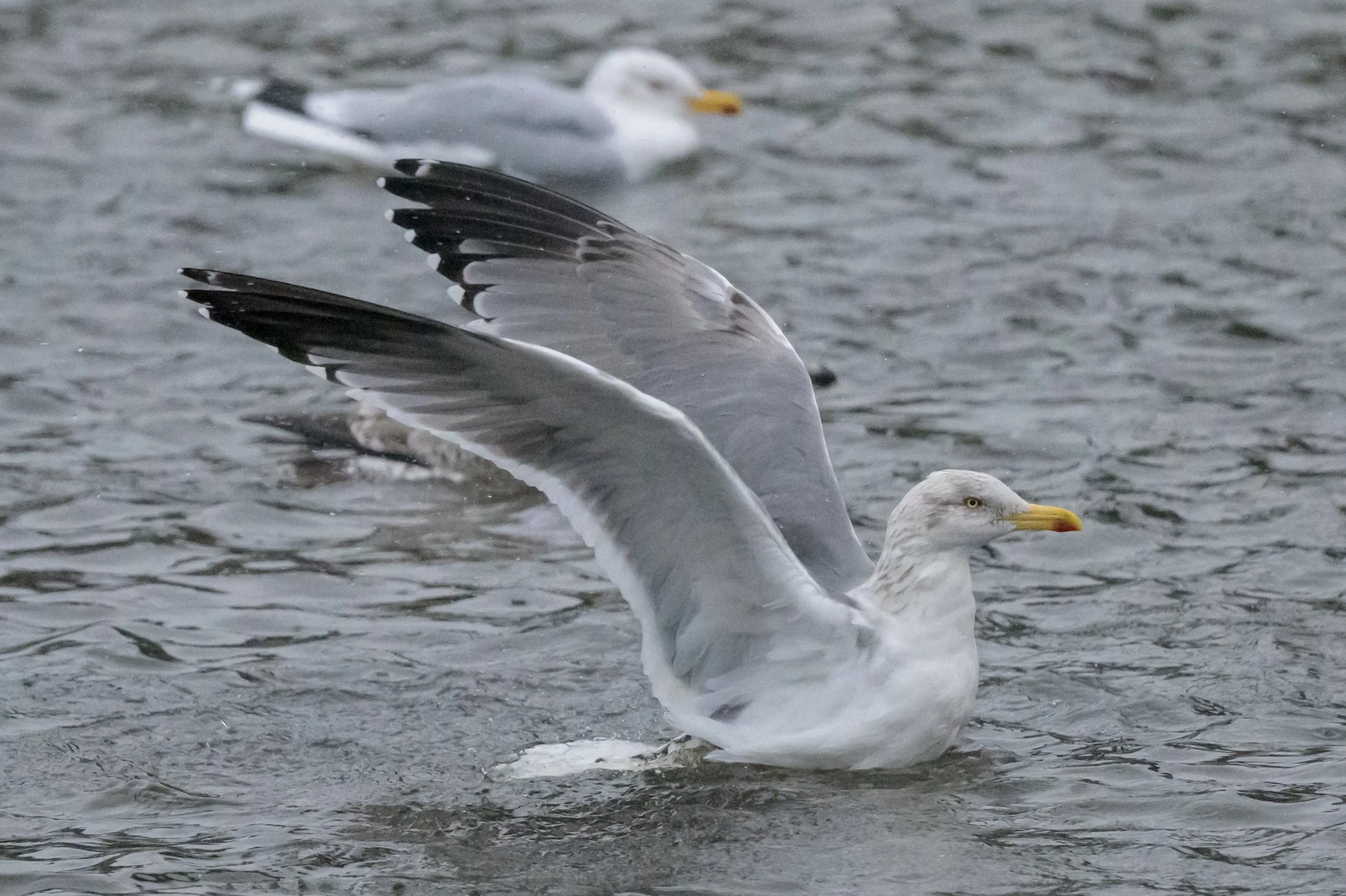Introducing the ‘Guilvinec Gull’: a commented gallery of presumed ...